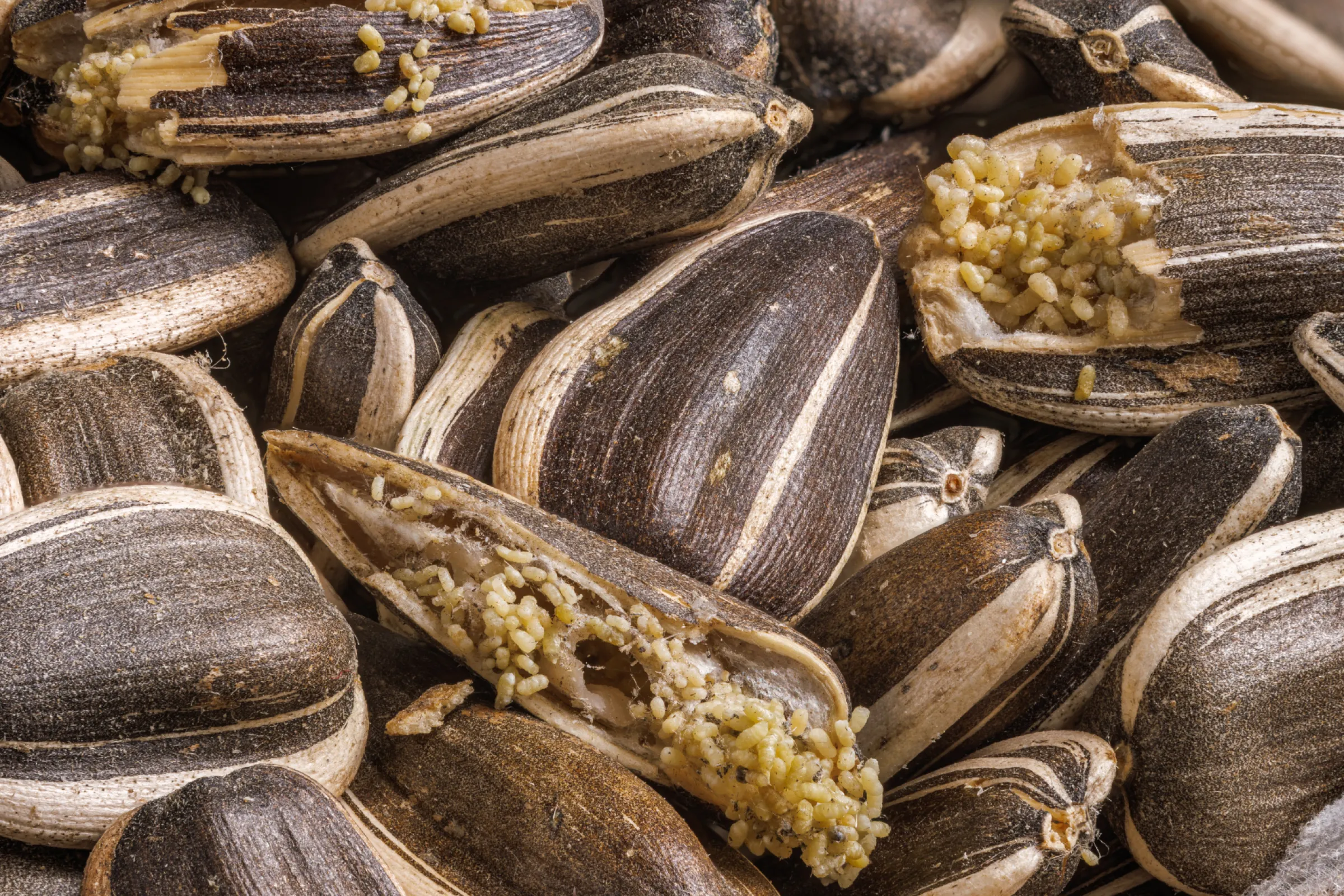 Special Pest Services | Mares Exterminating