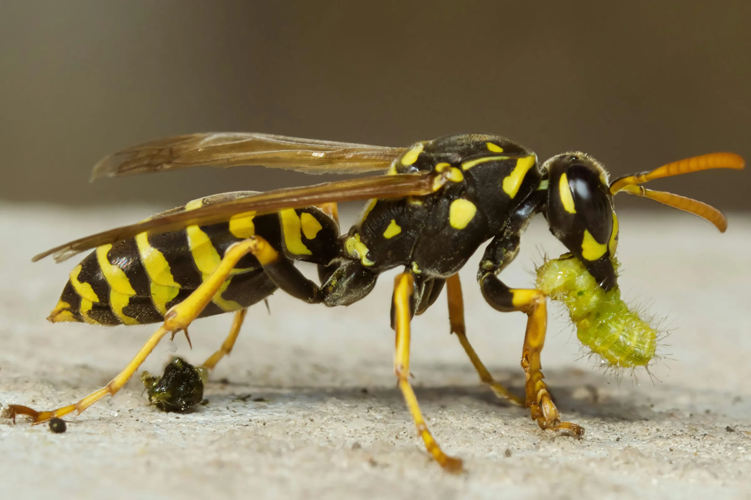 Special Pest Services | Mares Exterminating