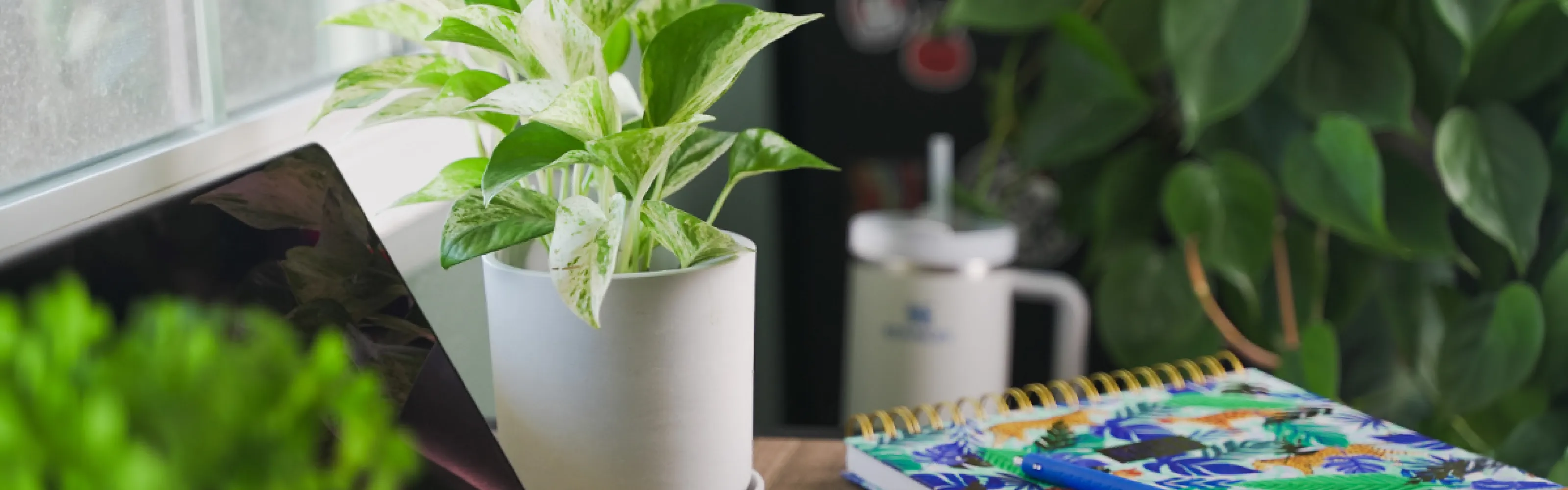 Best Dorm Room Houseplants | Armstrong Garden Centers