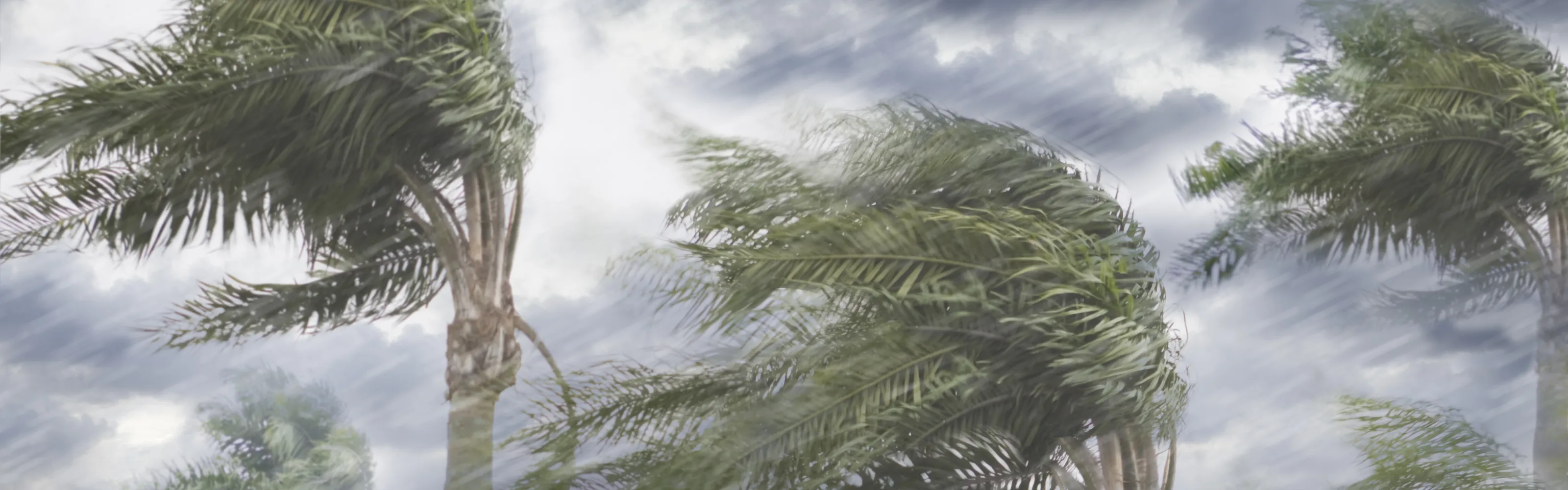 Storm Prep | Armstrong Garden Centers
