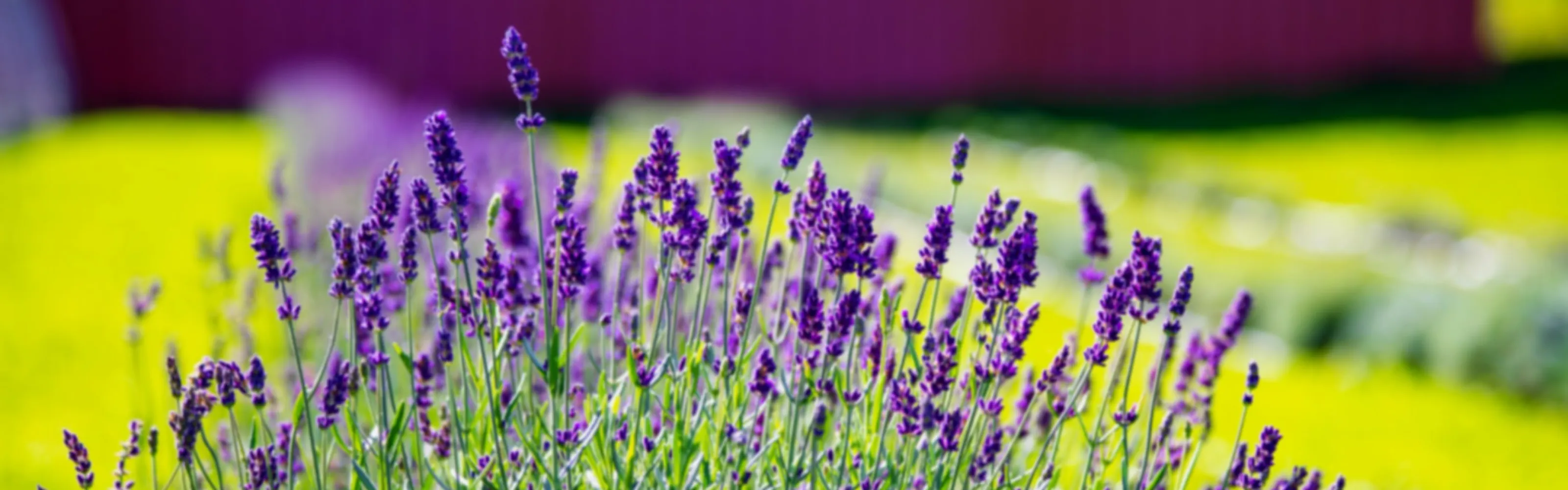 Growing Lavender | Armstrong Garden Centers