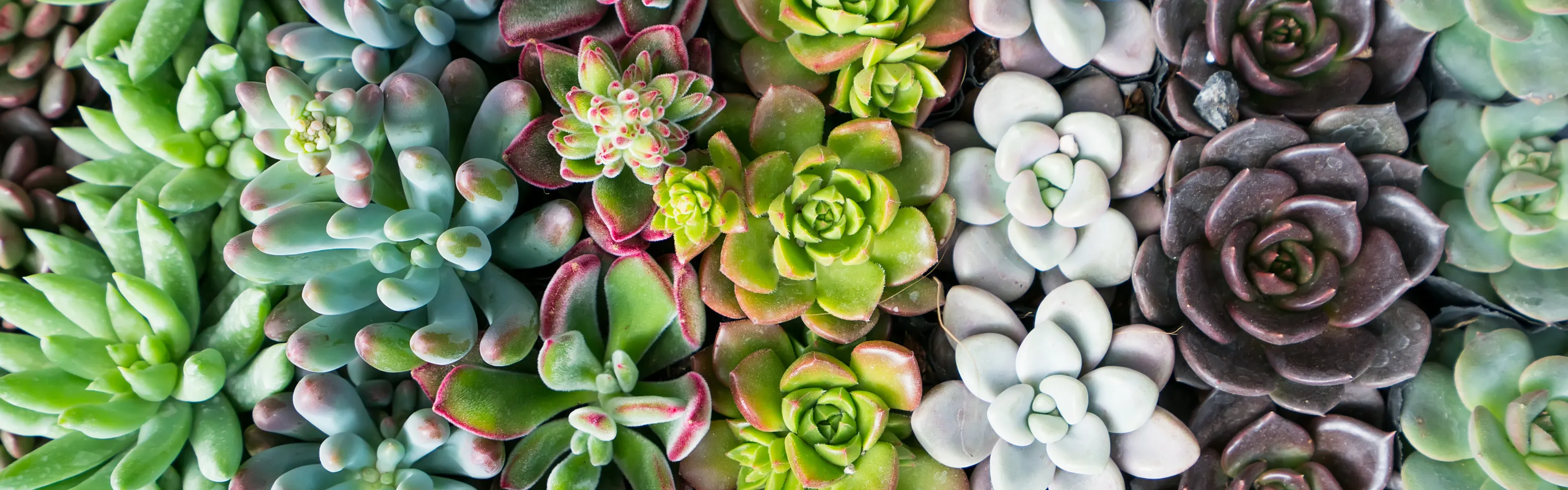 Types of Succulents | Armstrong Garden Centers
