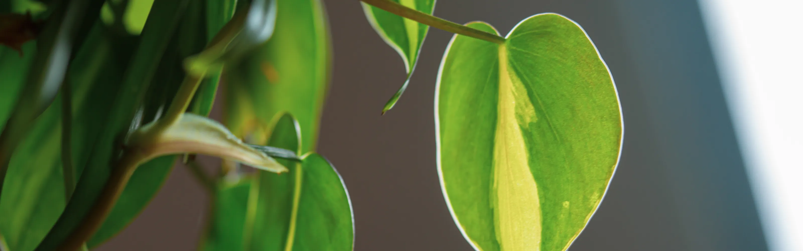 Clean Air Container DIY | Pike Nurseries