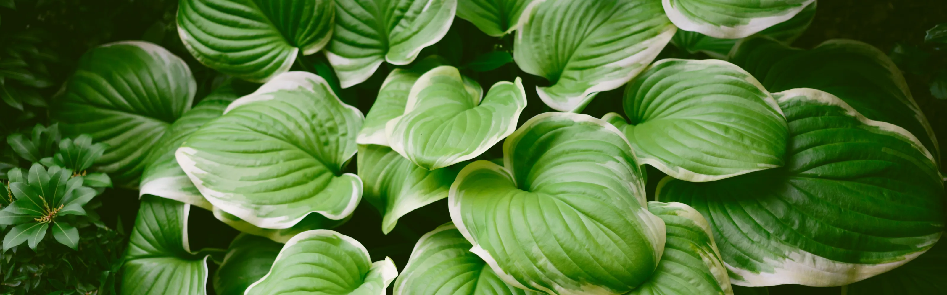 Summer Shade Container DIY | Pike Nurseries