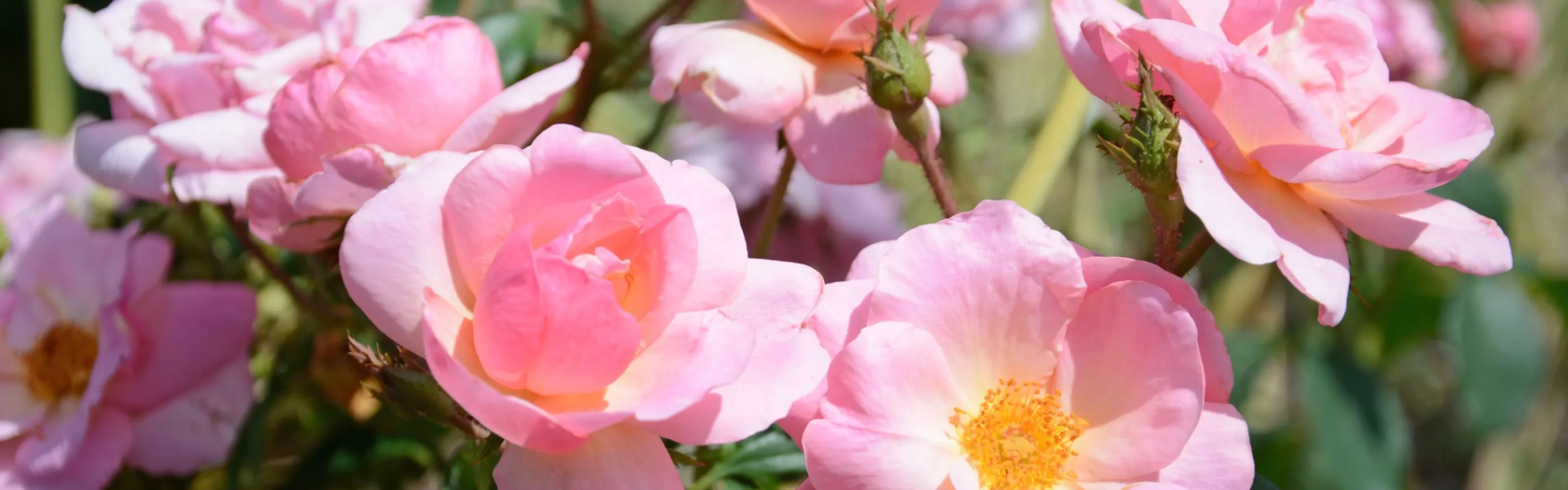 Summer Rose Care | Pike Nurseries