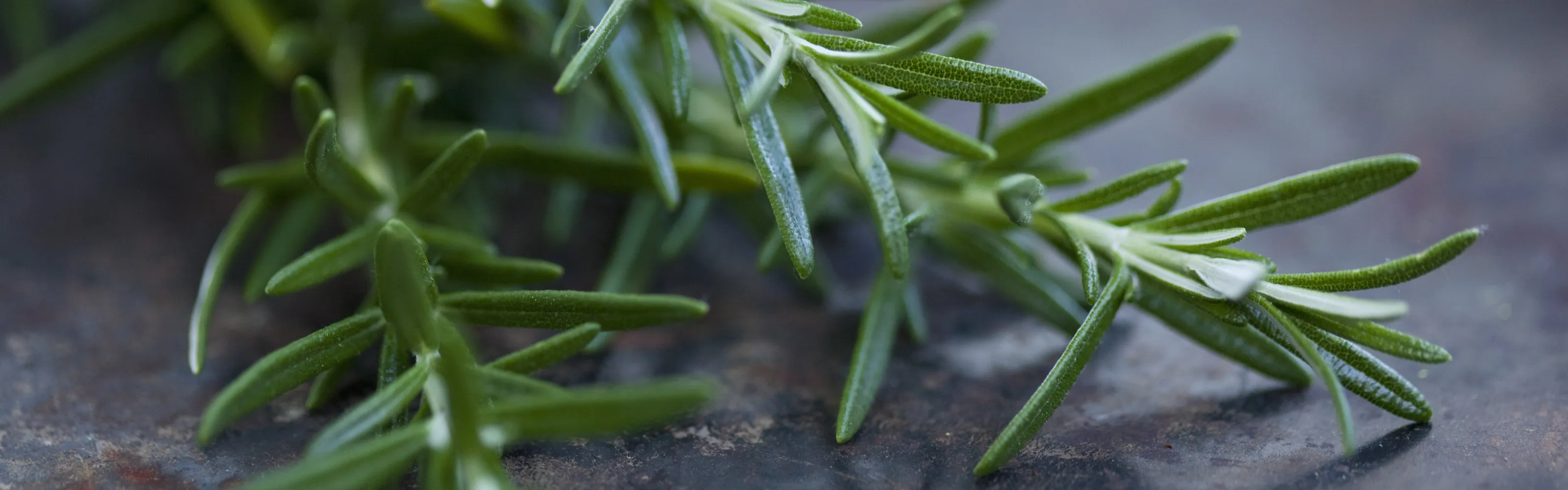 Rosemary Topiary with Lights DIY | Pike Nurseries