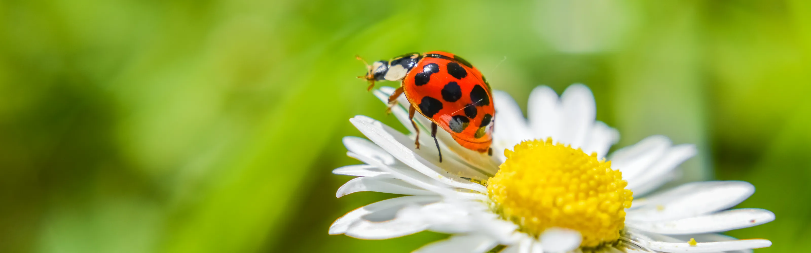Ladybug Container Garden DIY | Pike Nurseries