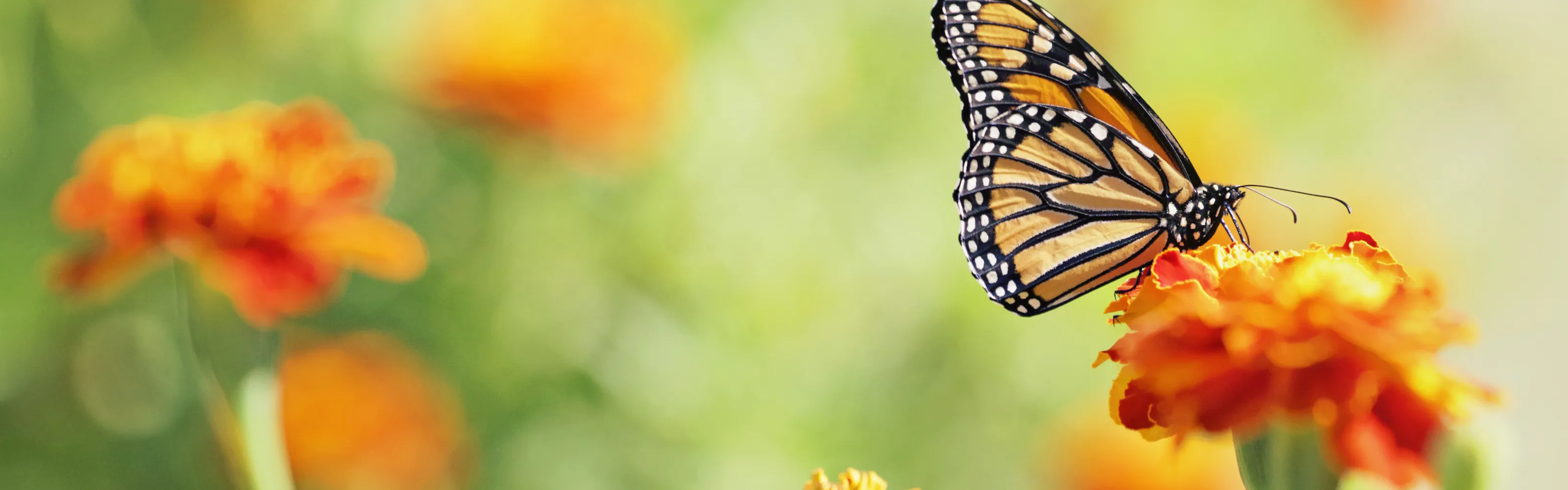 Water-Wise Butterfly Planter DIY | Pike Nurseries