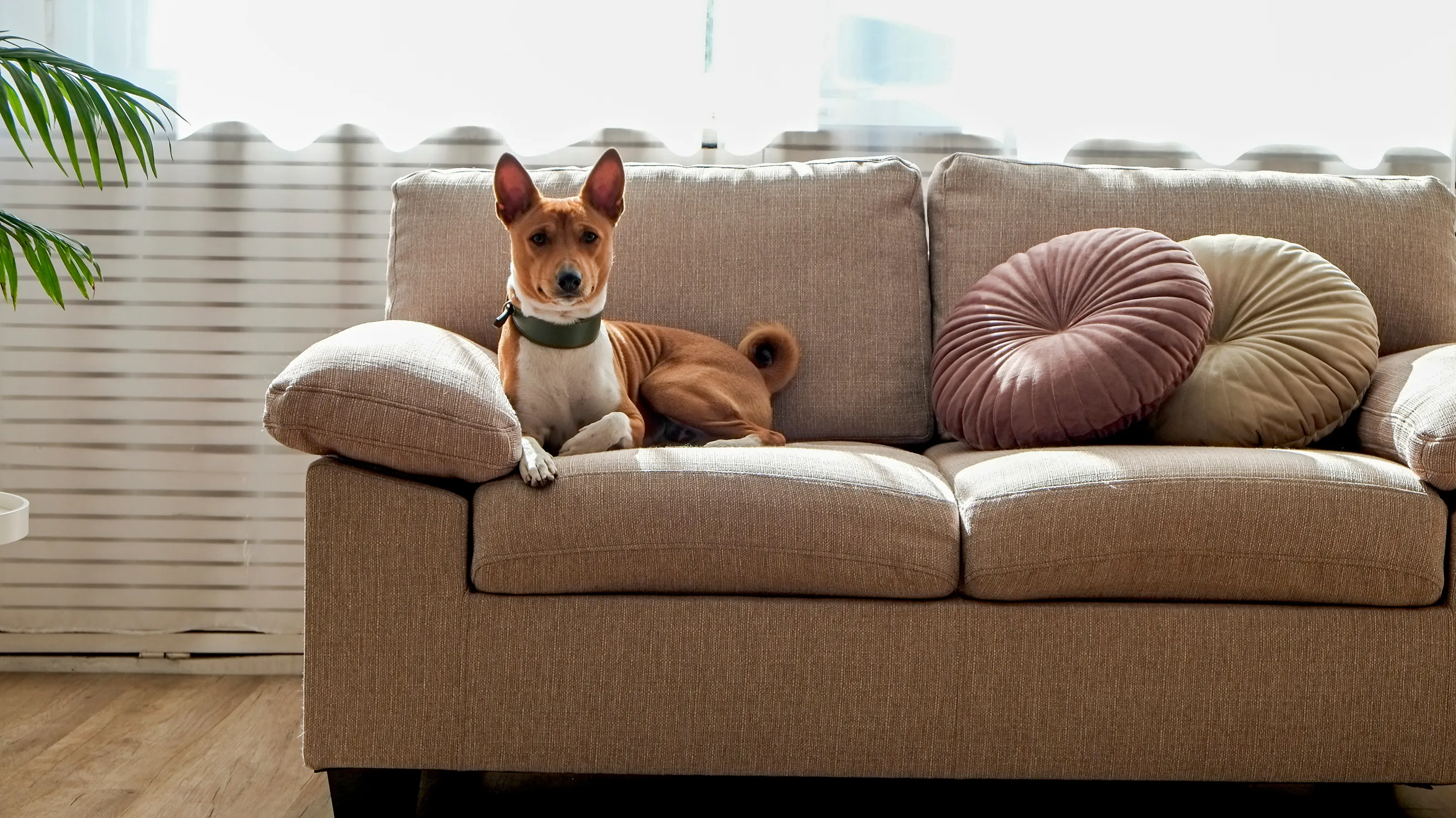 Trusted Security Companies | Atlanta | Ackerman Security