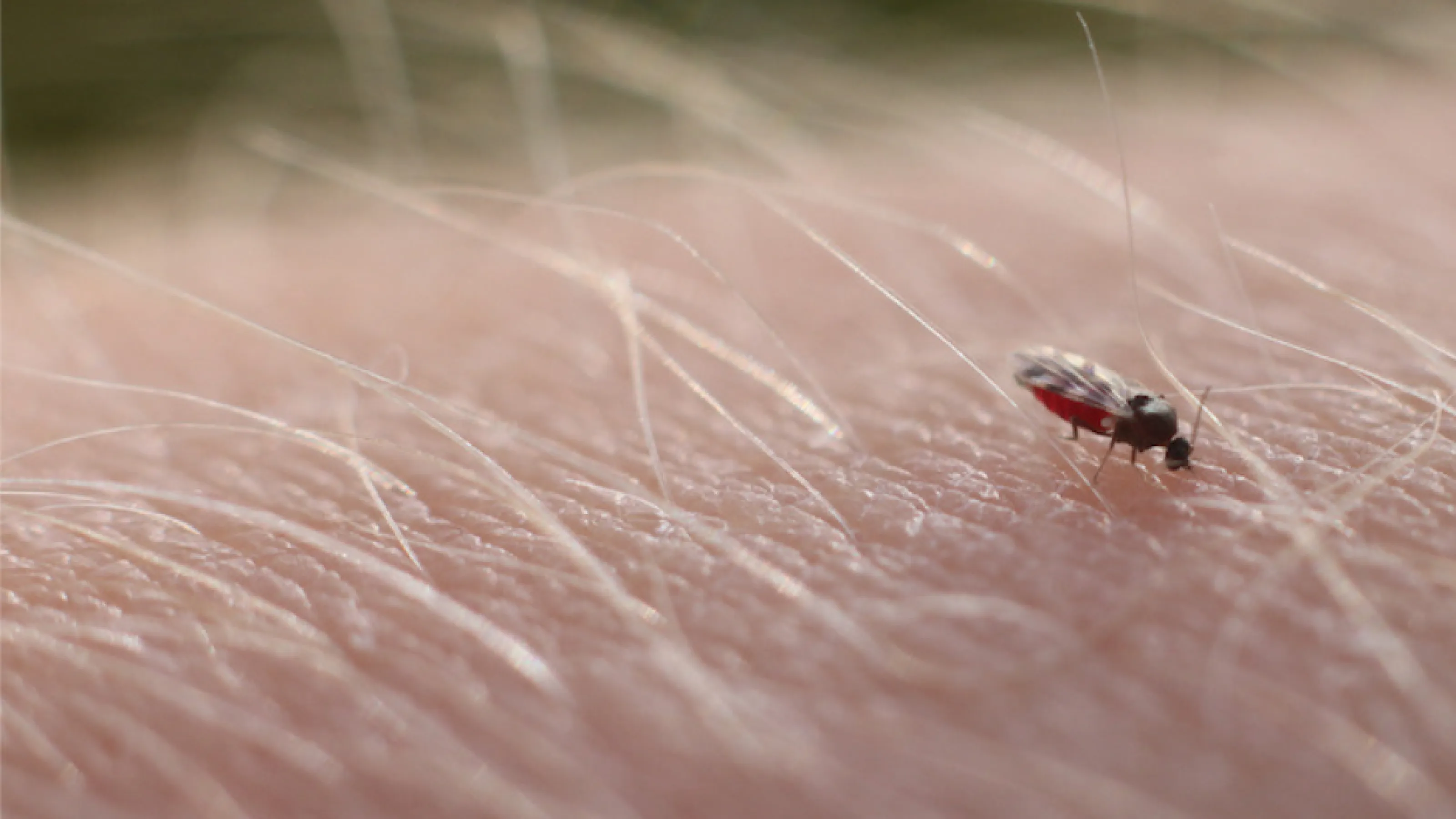 No-See-Ums | Palmetto Exterminators | Palmetto Exterminators