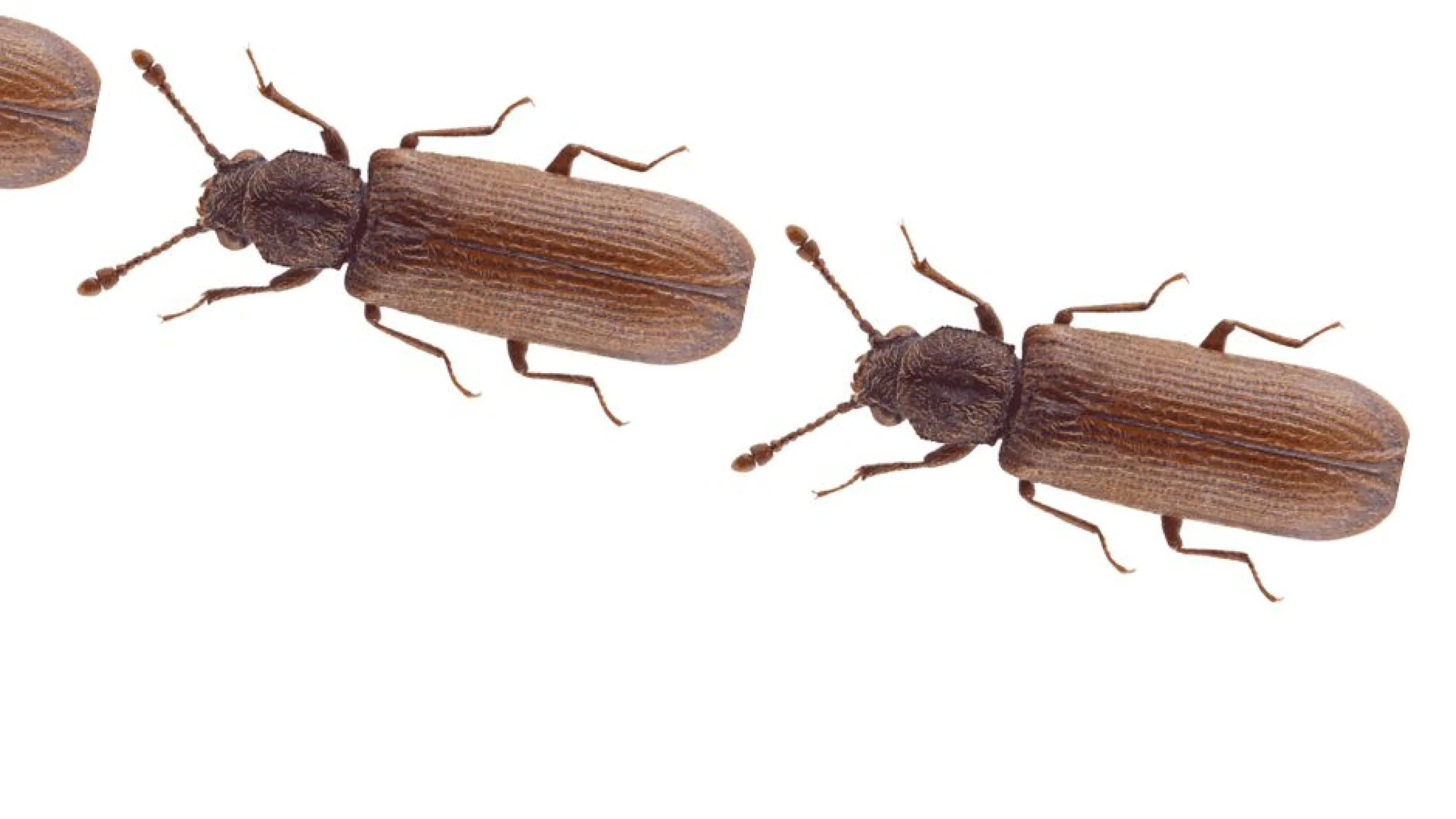 Powderpost Beetle | Ozane termite and Pest Control | Ozane Termite ...