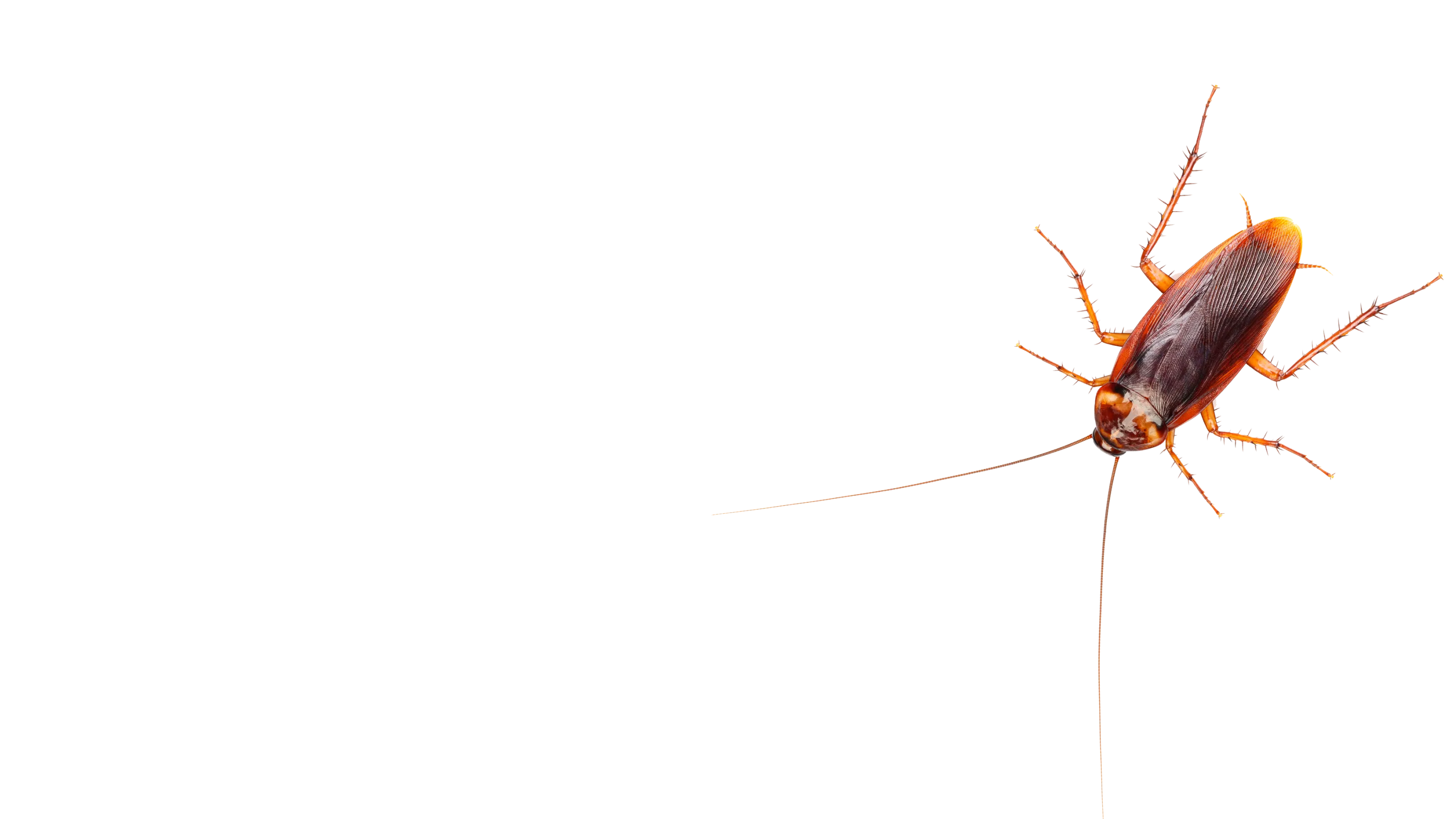 American Cockroaches | Pest Control Library | Preferred Pest Control