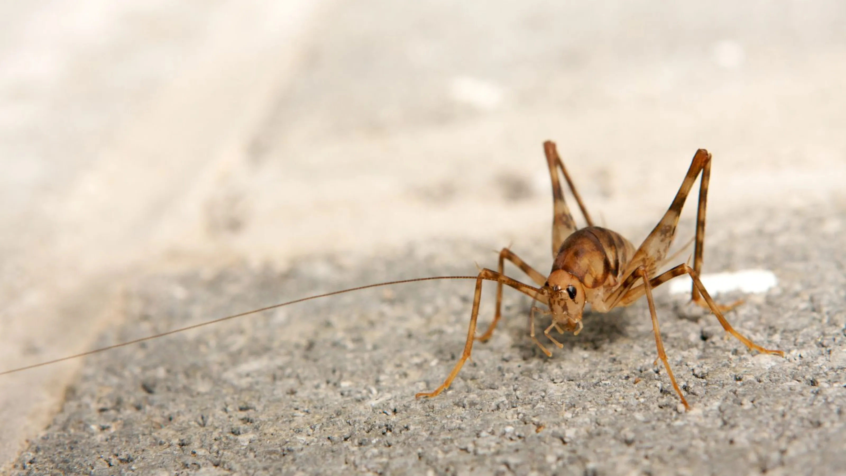 Camel Crickets | Ozane Termite and Pest Control | Ozane Termite & Pest ...
