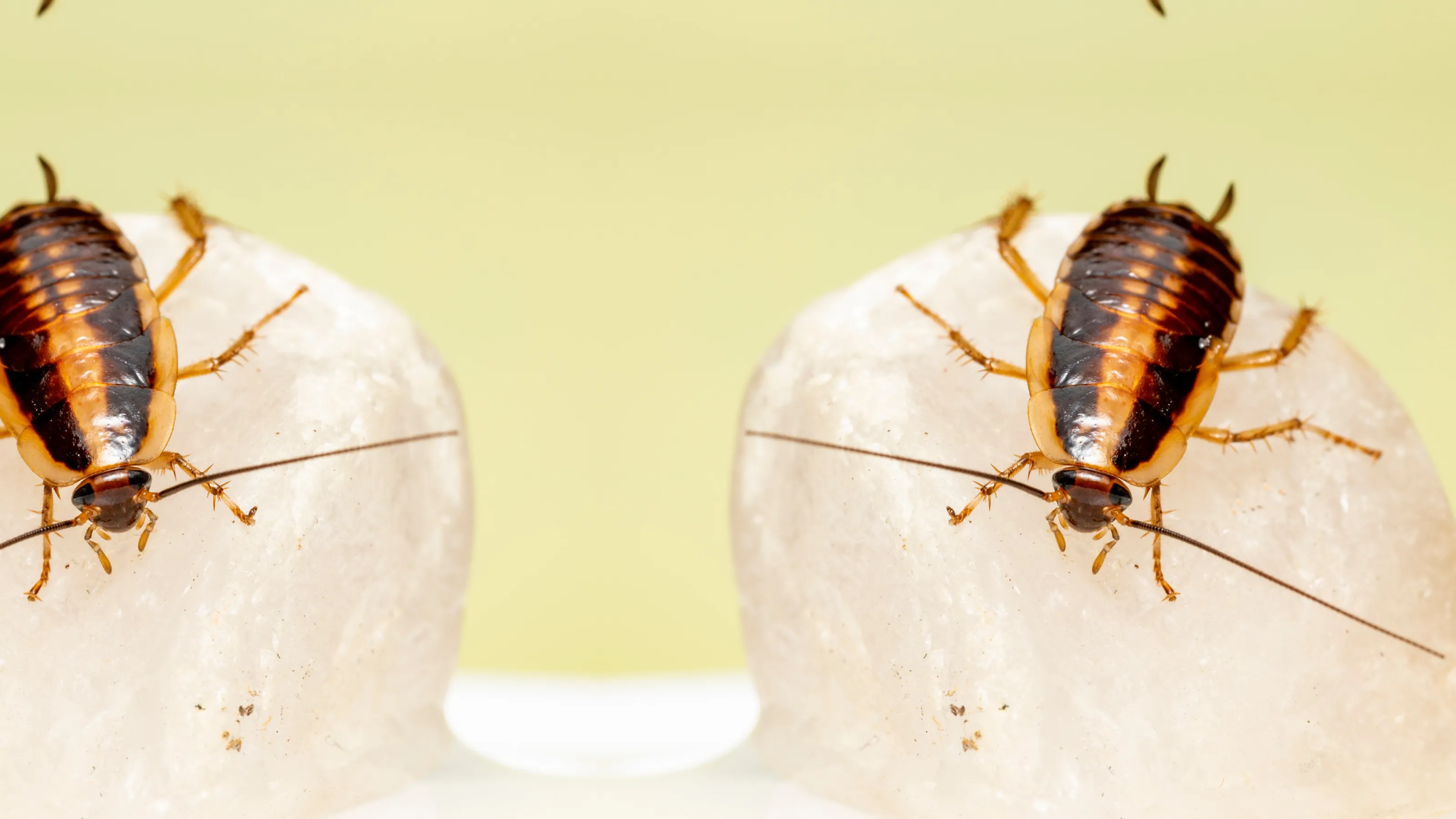 German Cockroach | Pest Control Library | PestNow