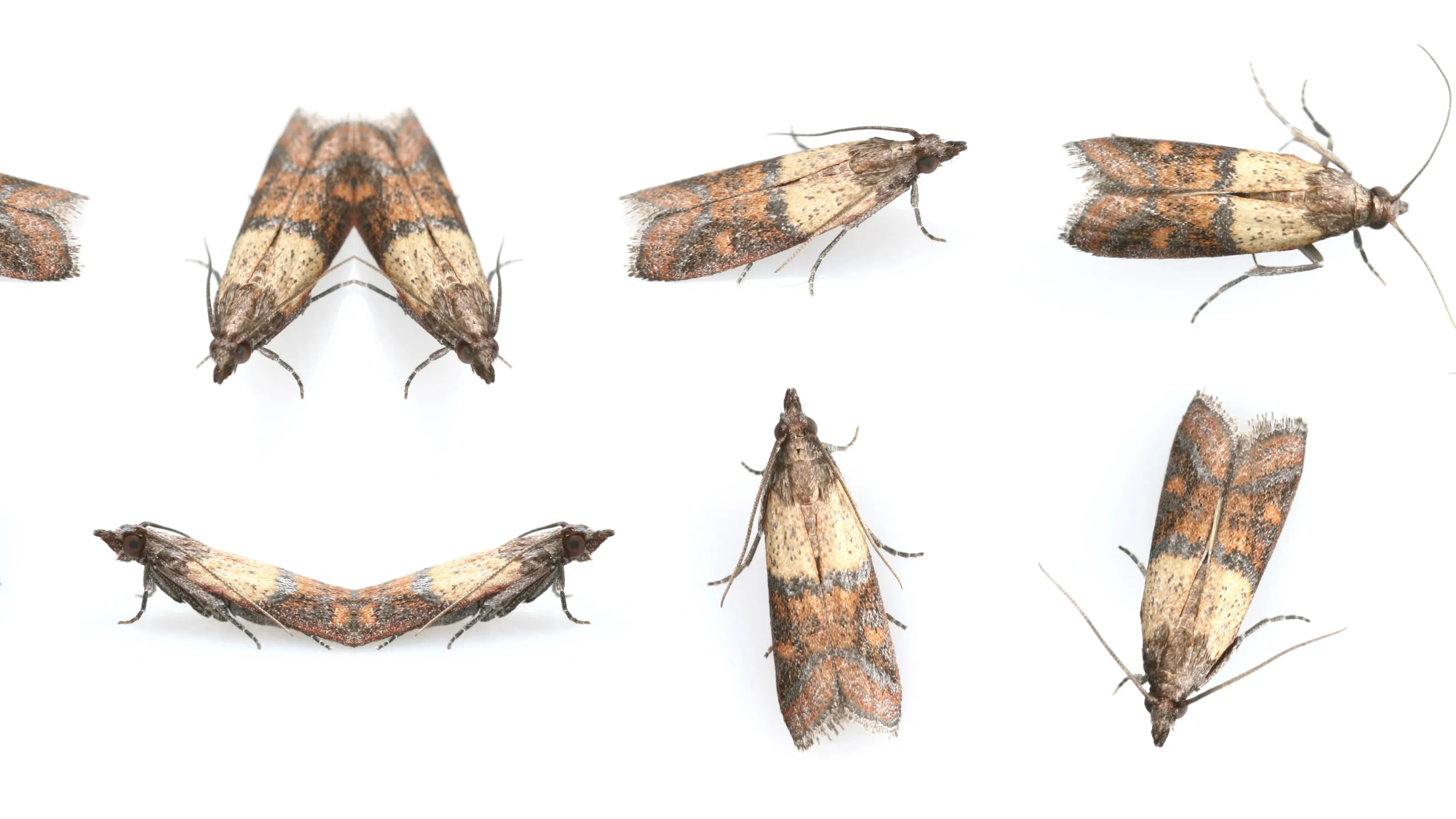 Moths | Pest Control Library | PestNow