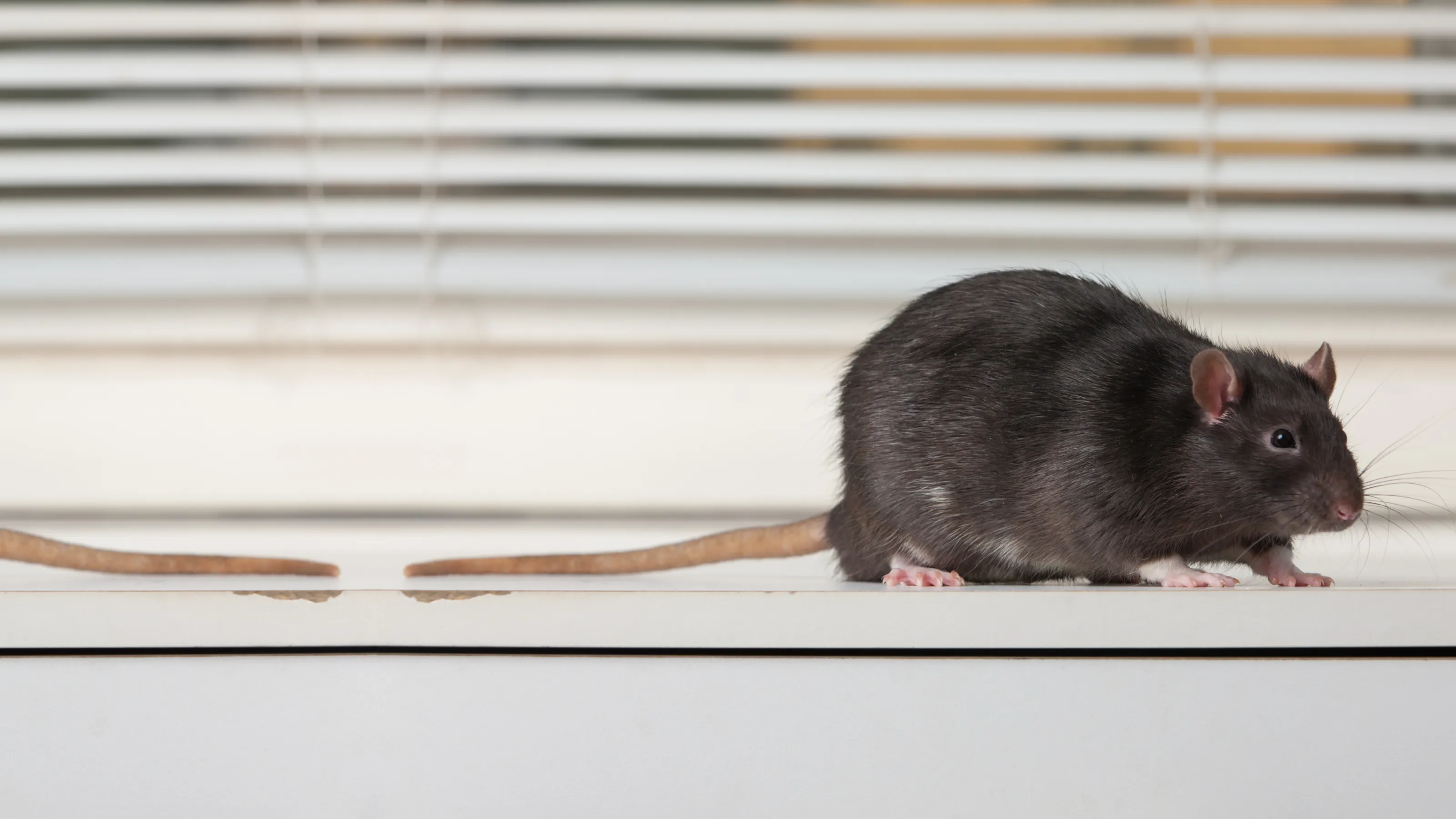 Roof Rat | Pest Control Library | PestNow