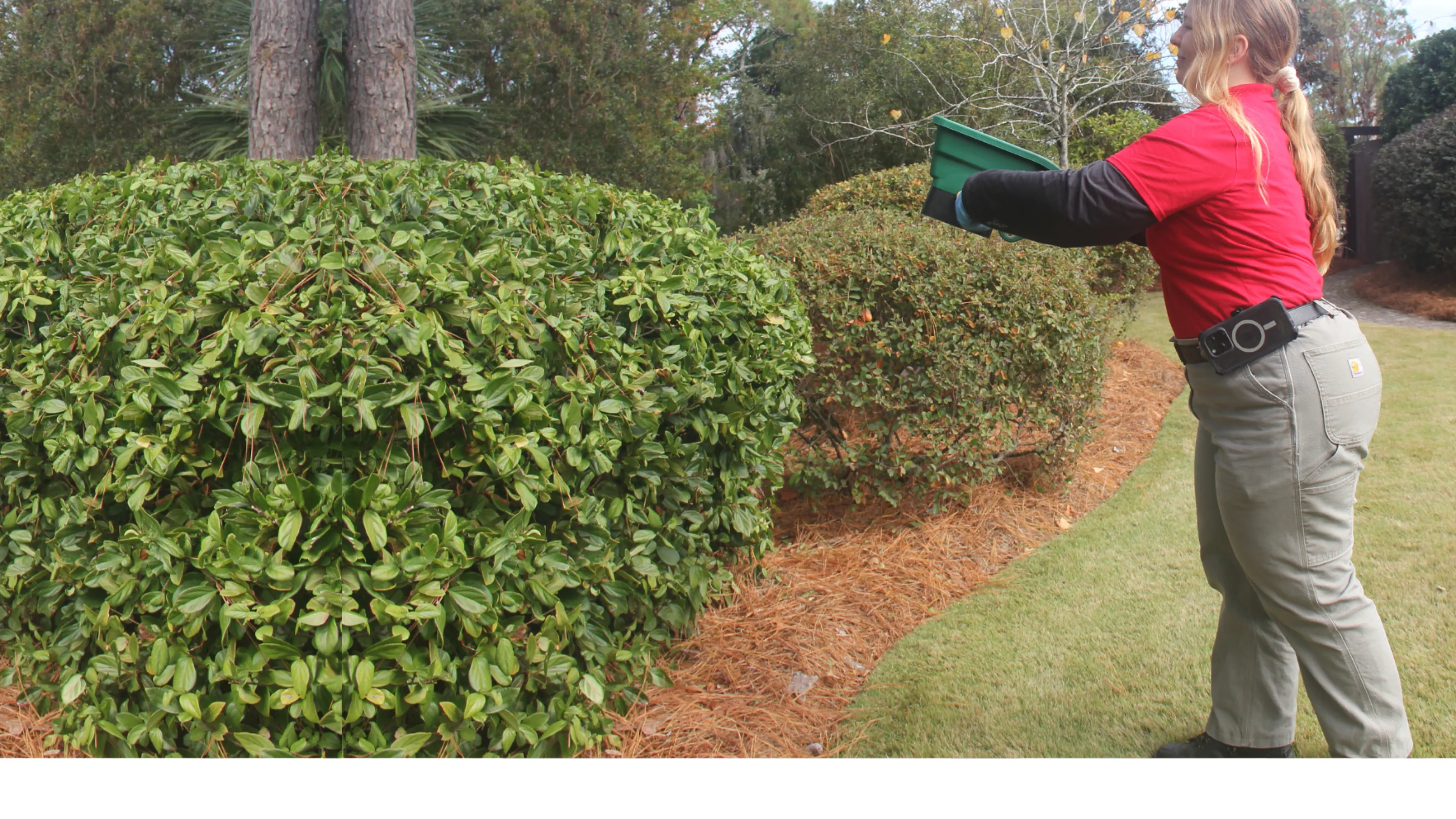 Pest Control Charlotte, NC | Palmetto Exterminators