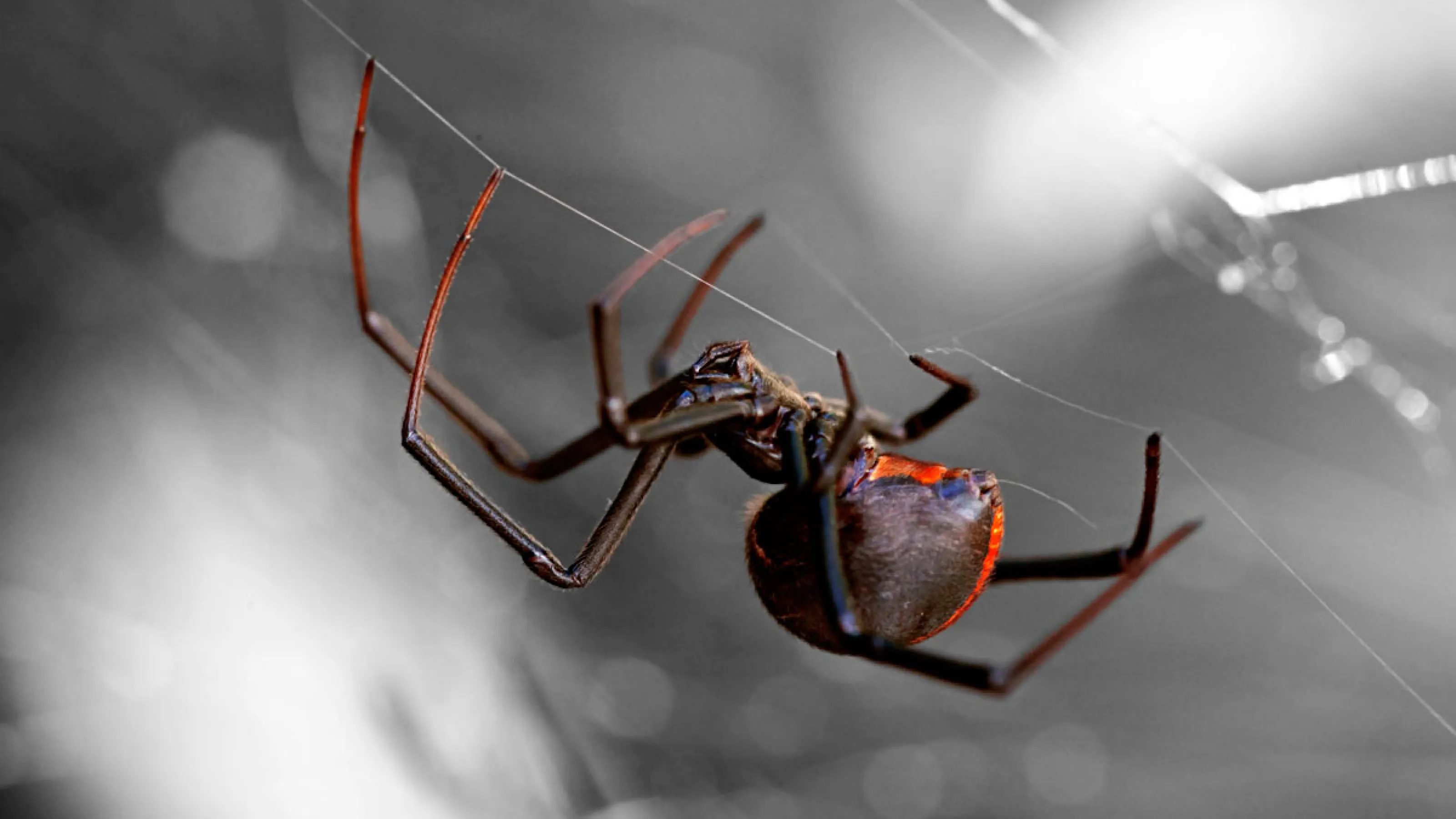 Black & Brown Widow Spiders | Pest Control Library | Palmetto Exterminators