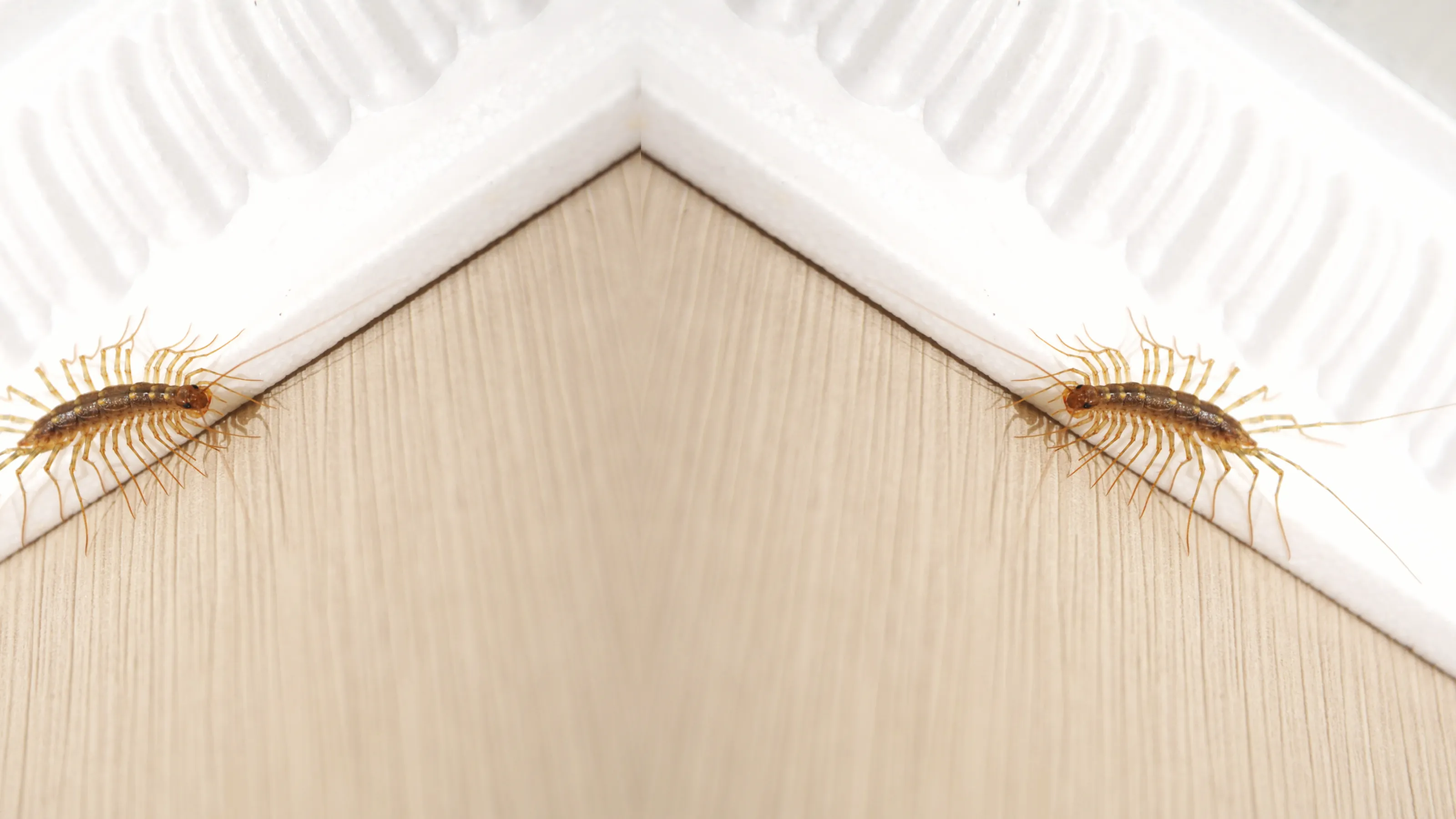 House Centipedes | Pest Control Library | Palmetto Exterminators