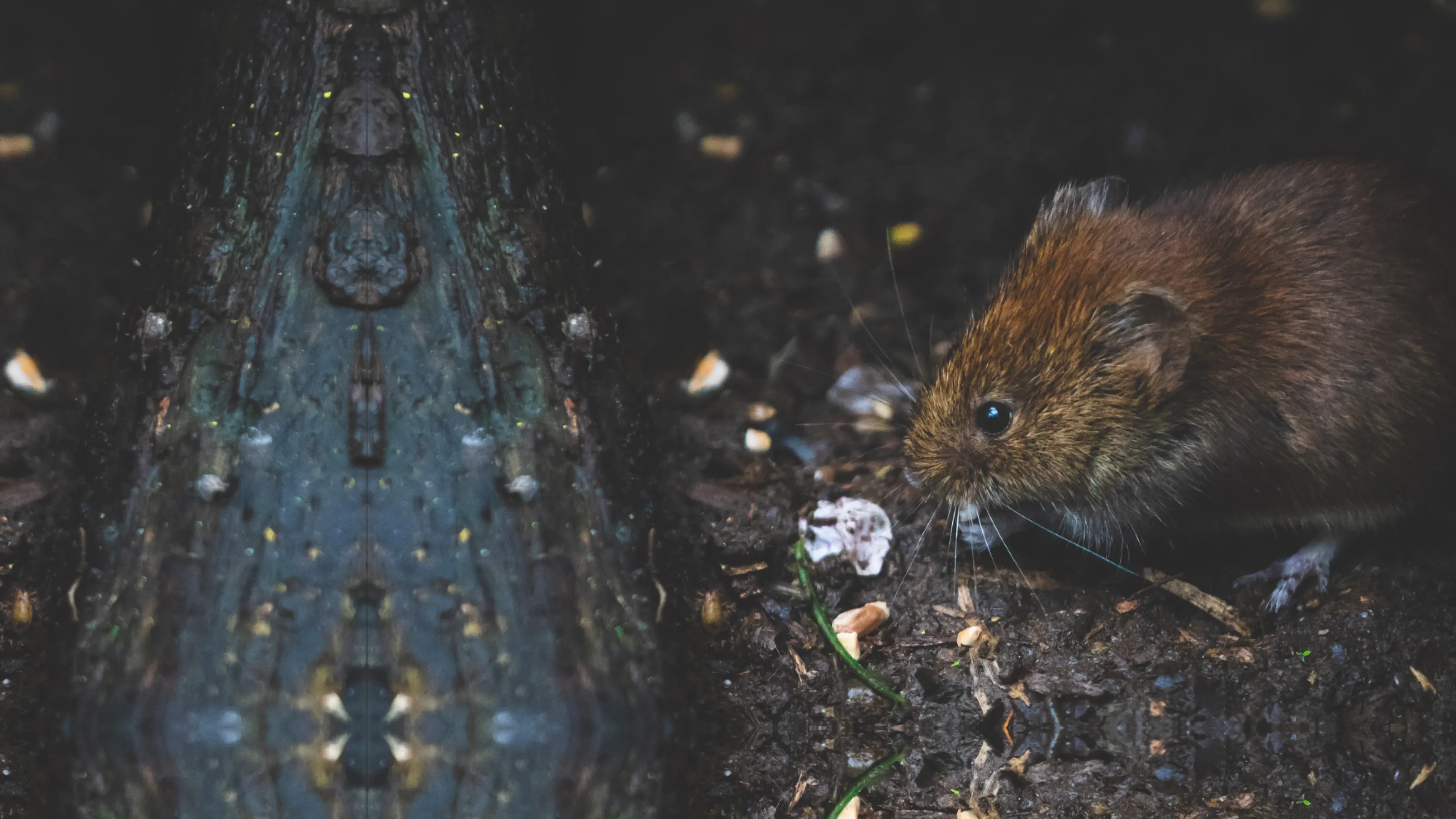 Norway Rat | Mares Exterminating