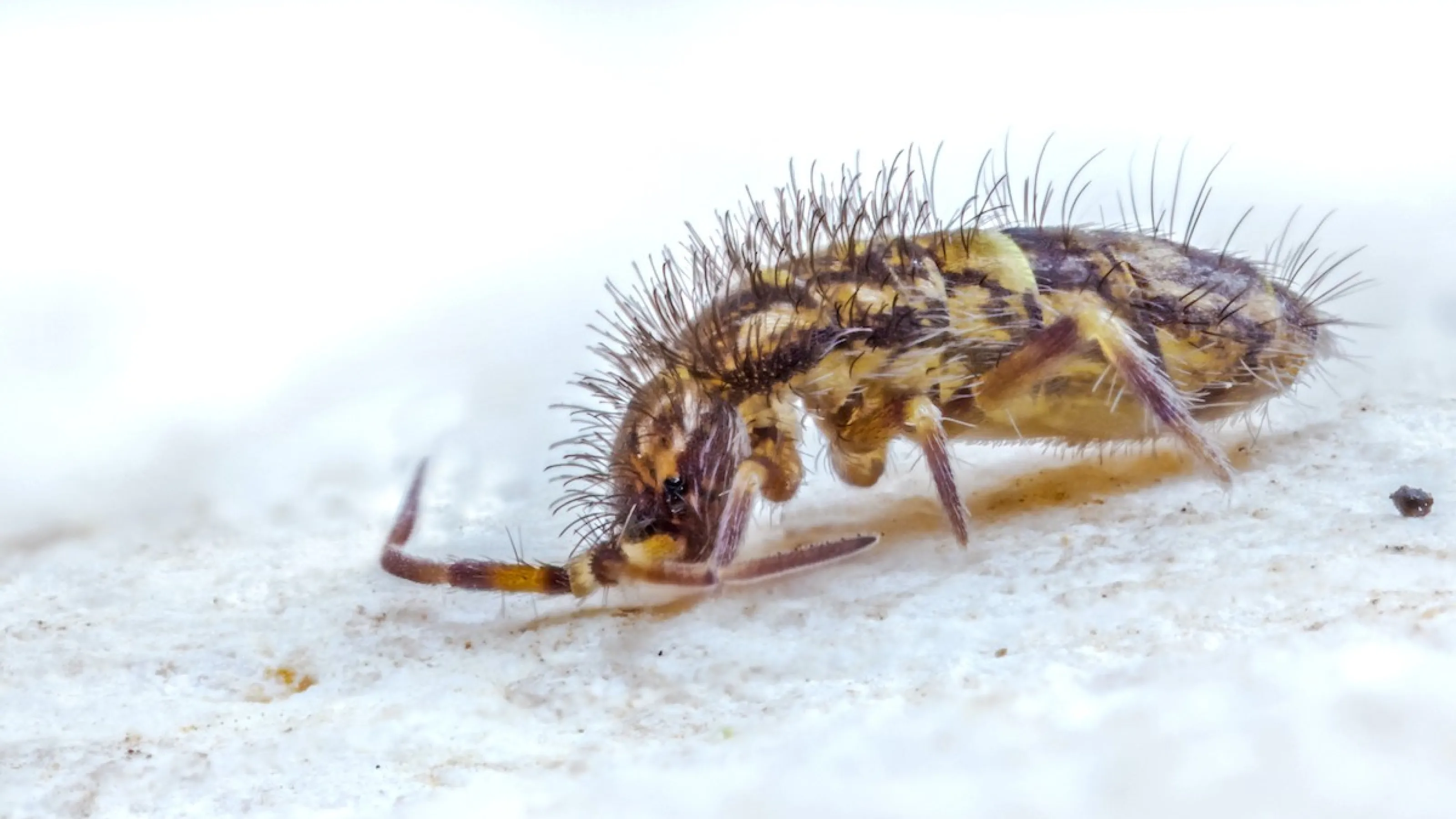 Springtails | Pest Control Library | Palmetto Exterminators