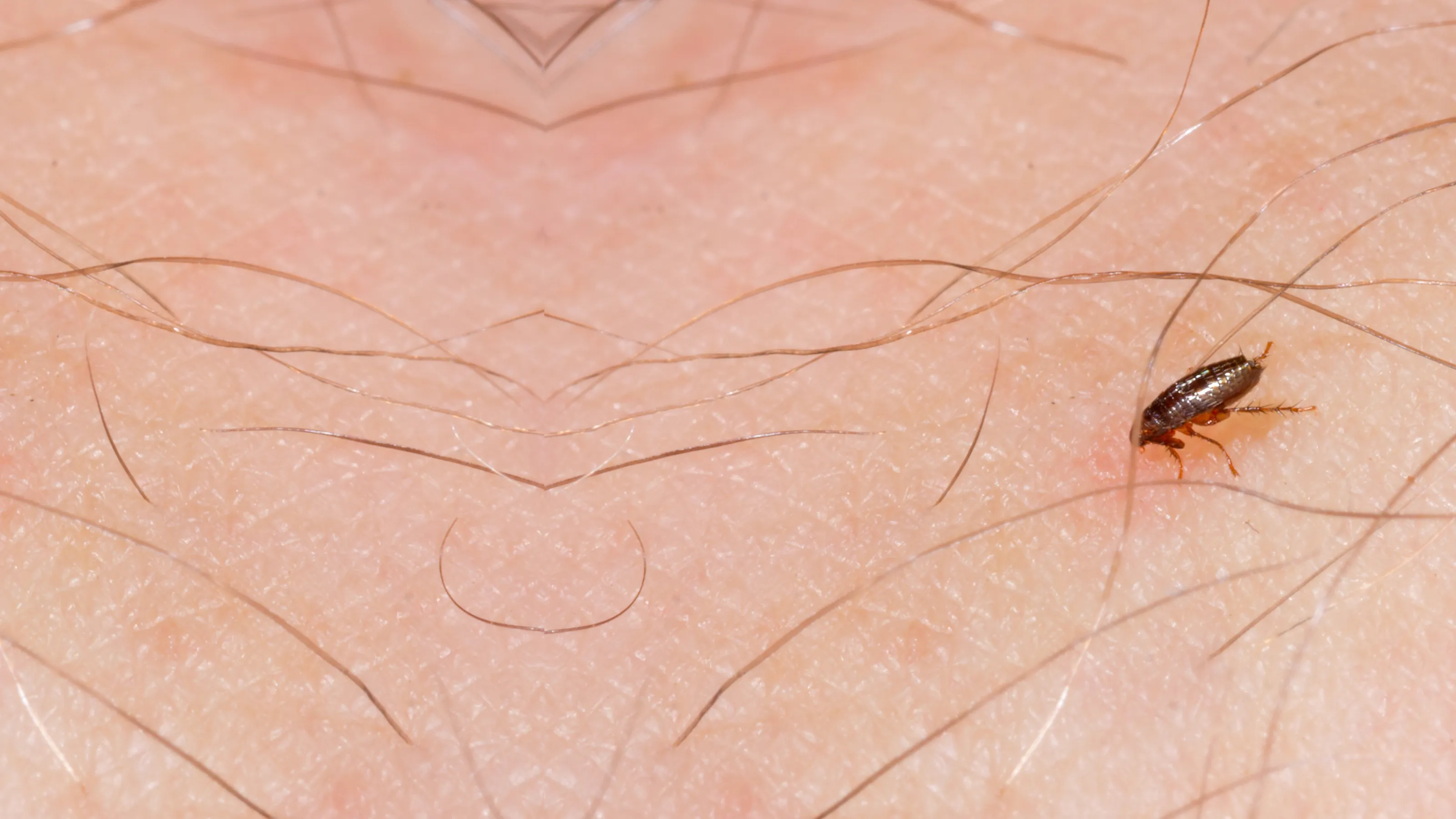 Fleas | Palmetto Exterminators | Palmetto Exterminators