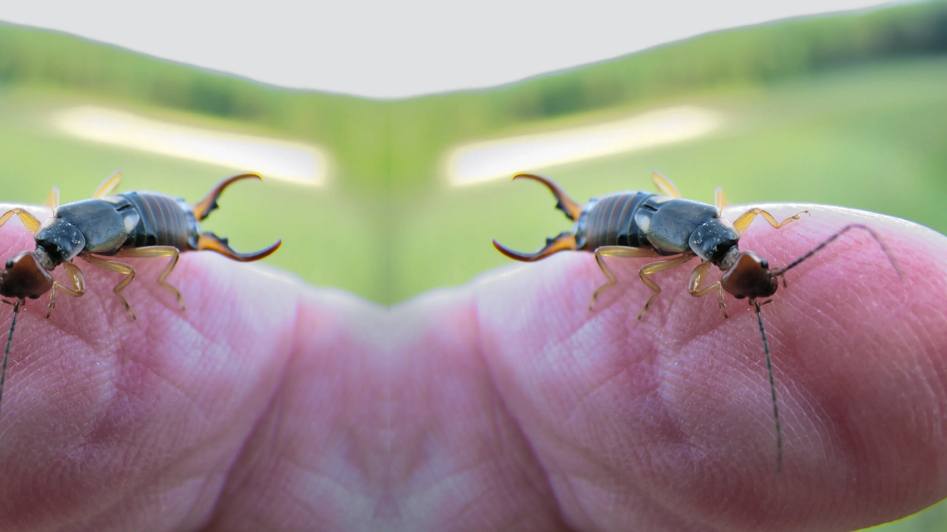 Earwigs | Pest Control Library | PestNow