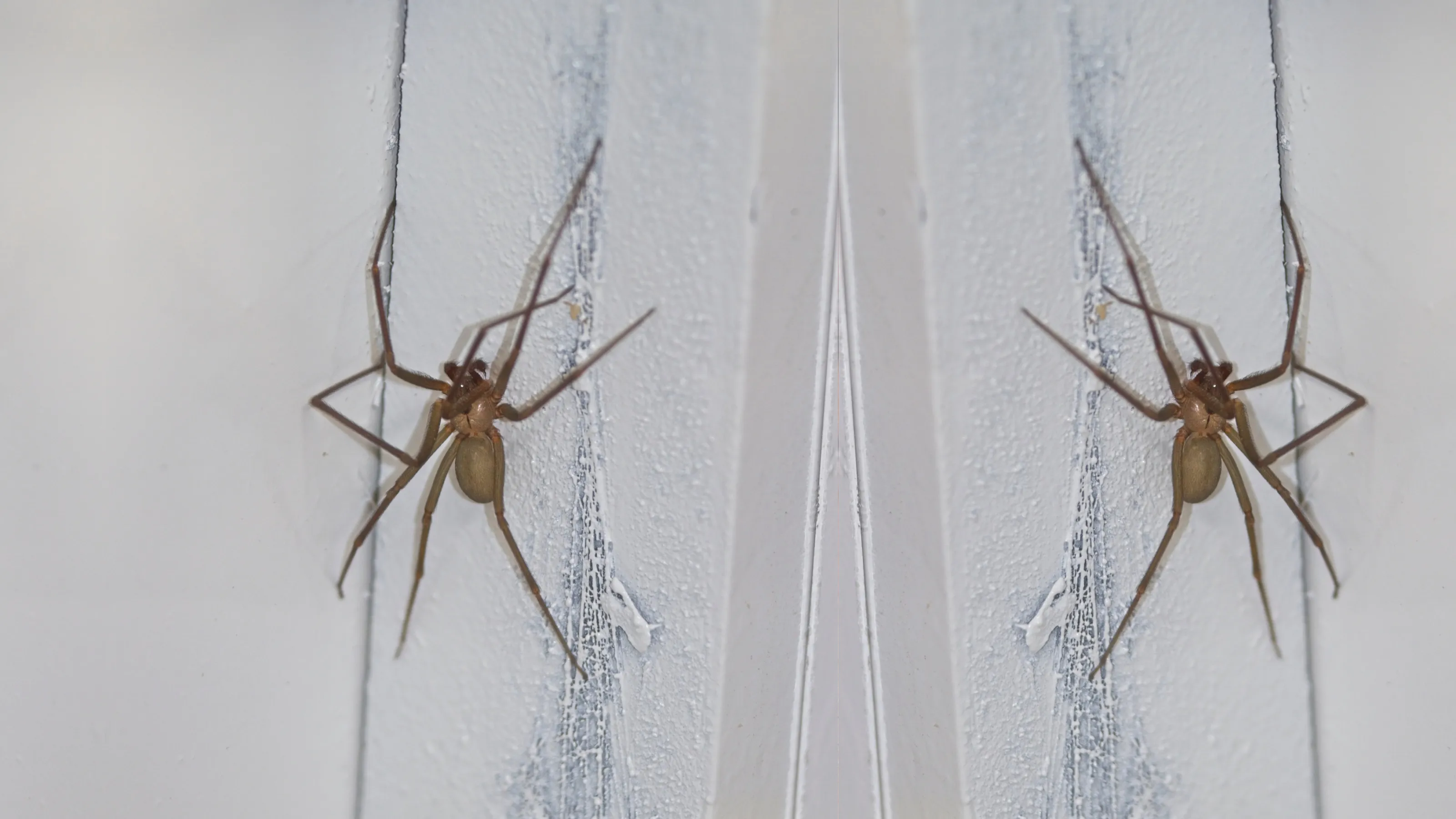 Brown Recluse Spiders | Palmetto Exterminators | Palmetto Exterminators