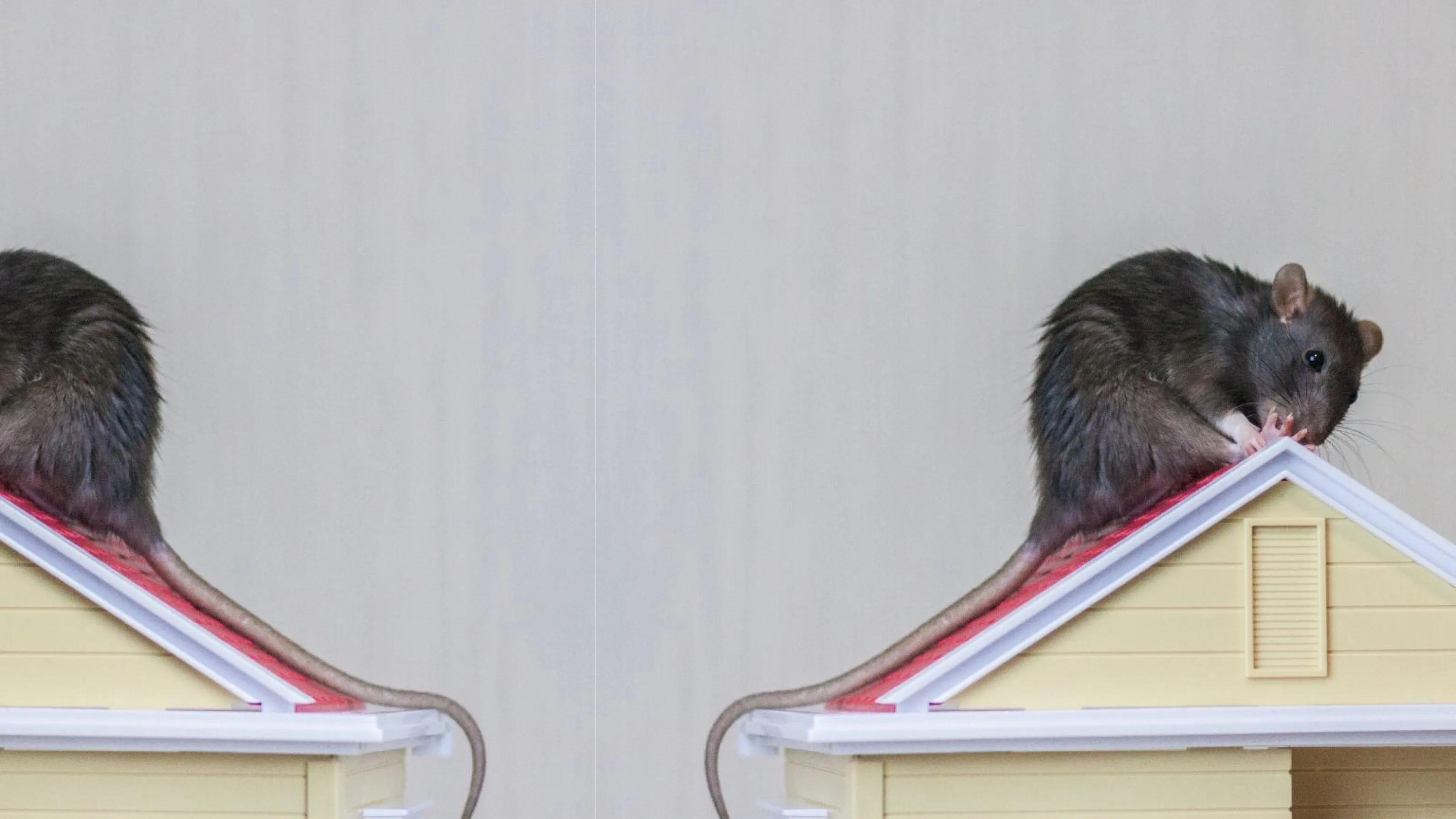 Roof Rat | Pest Control Library | Ozane Termite & Pest Control