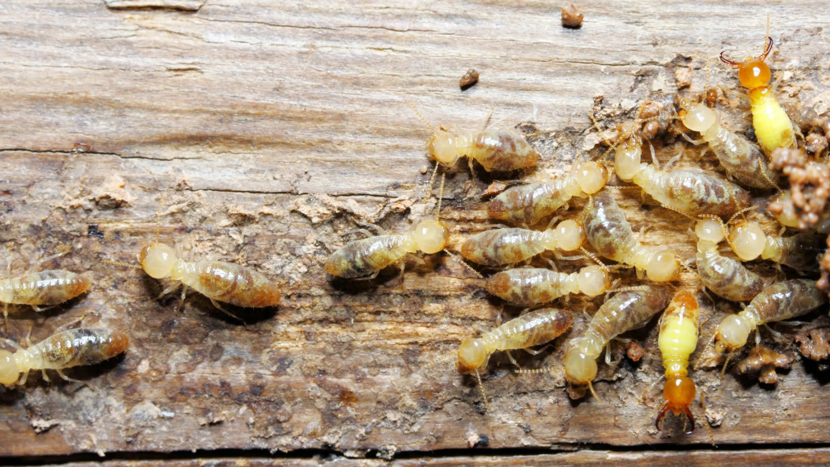 Eastern Subterranean Termite | Pest Control Library | Ozane Termite ...