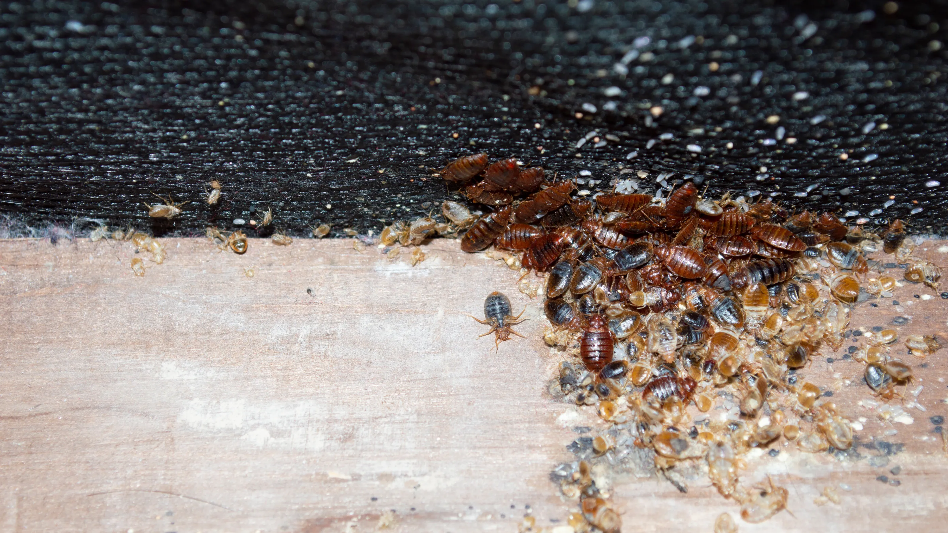 Bed Bugs | Mares Exterminating