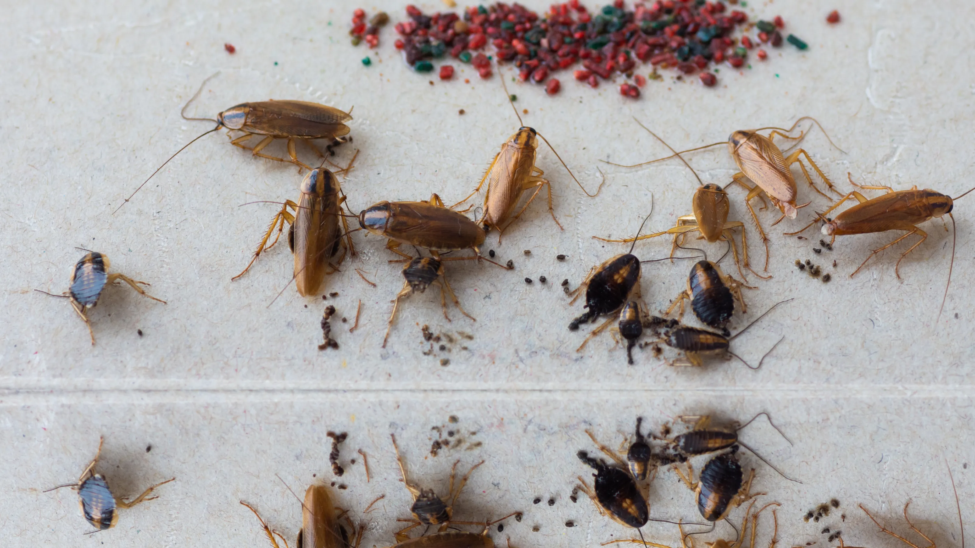 German Cockroach | Pest Control Library | Palmetto Exterminators