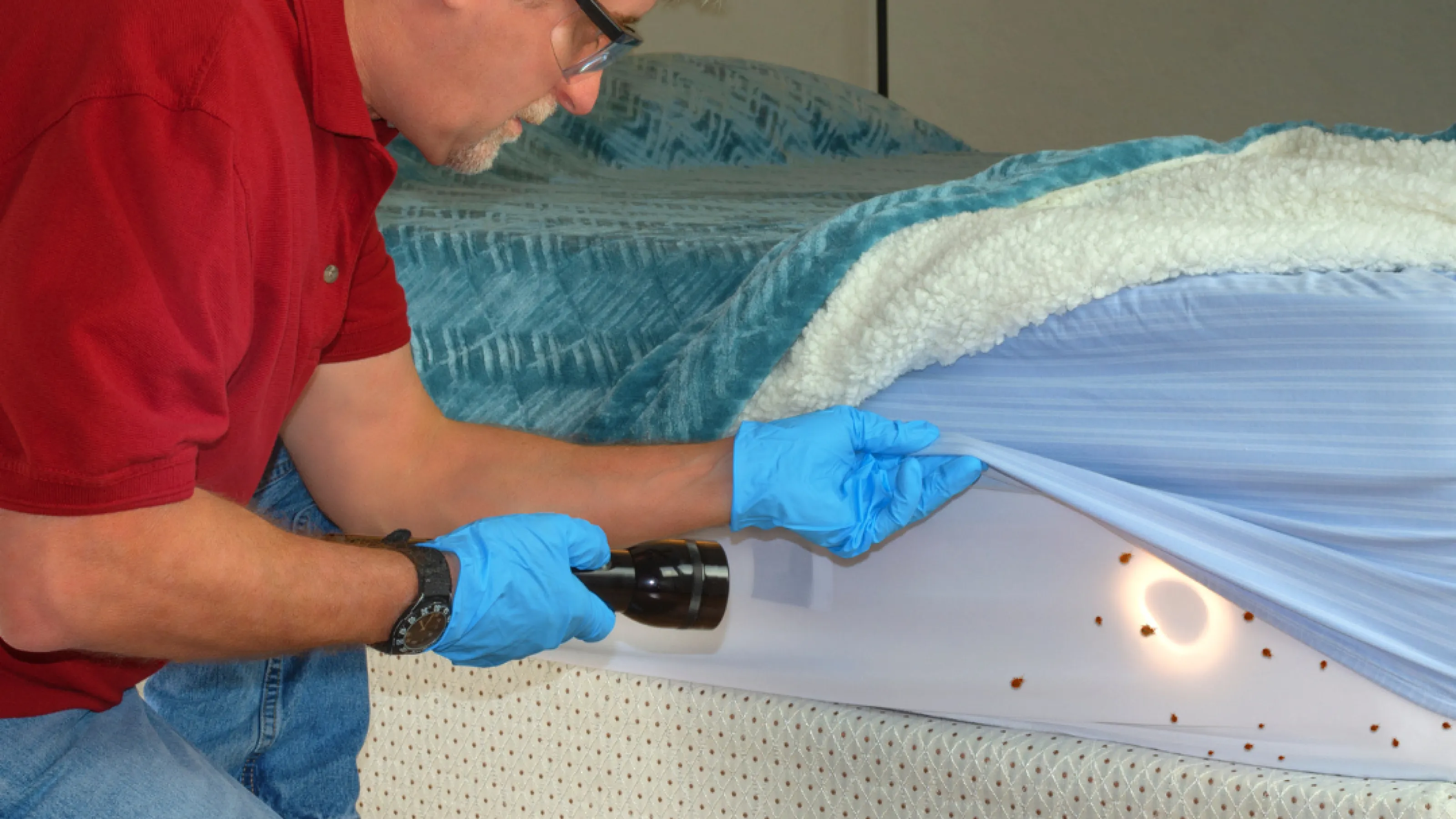 Bed Bug Control | Palmetto Exterminators