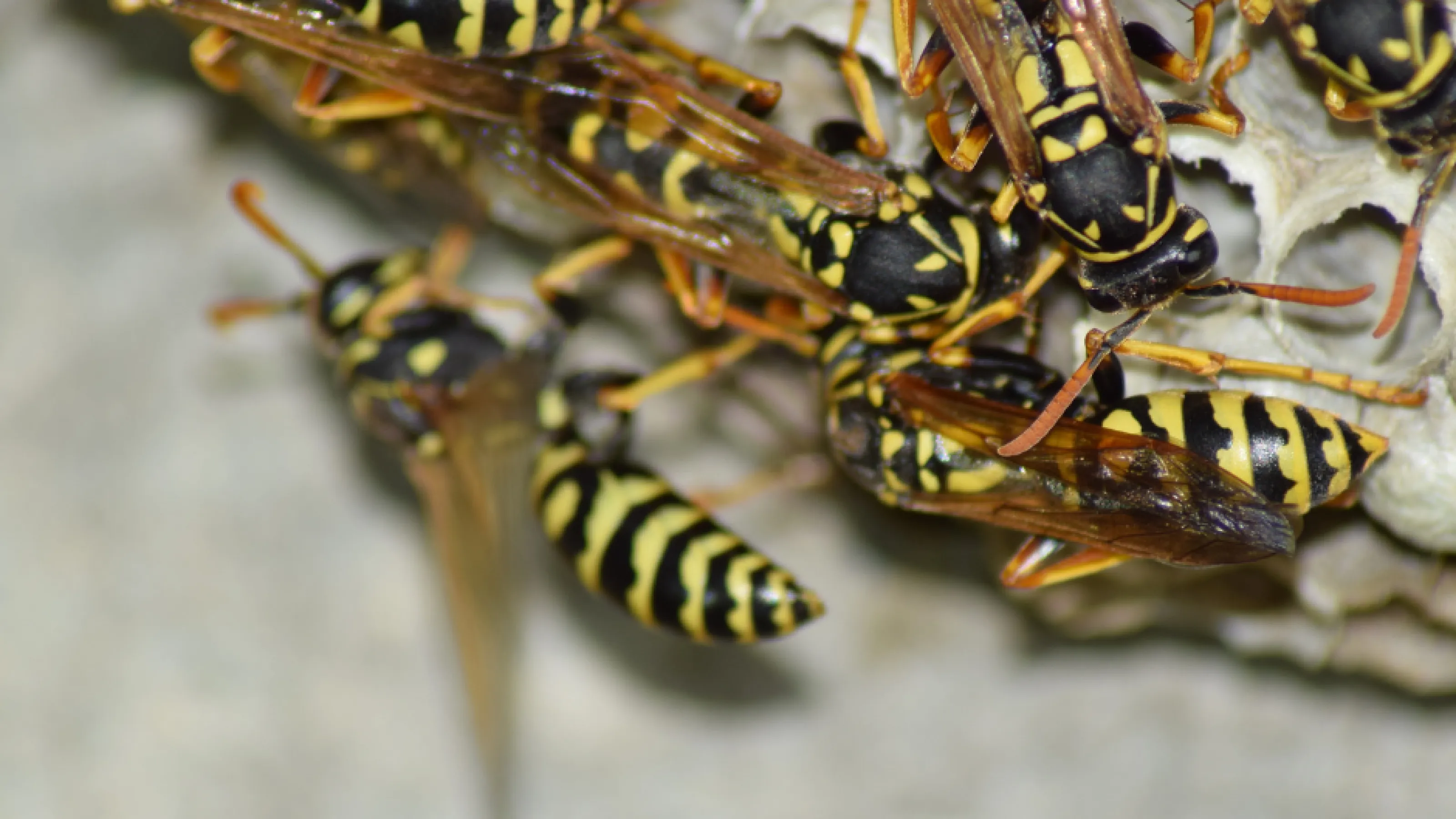 Yellow Jacket Wasps | PestNow | PestNow