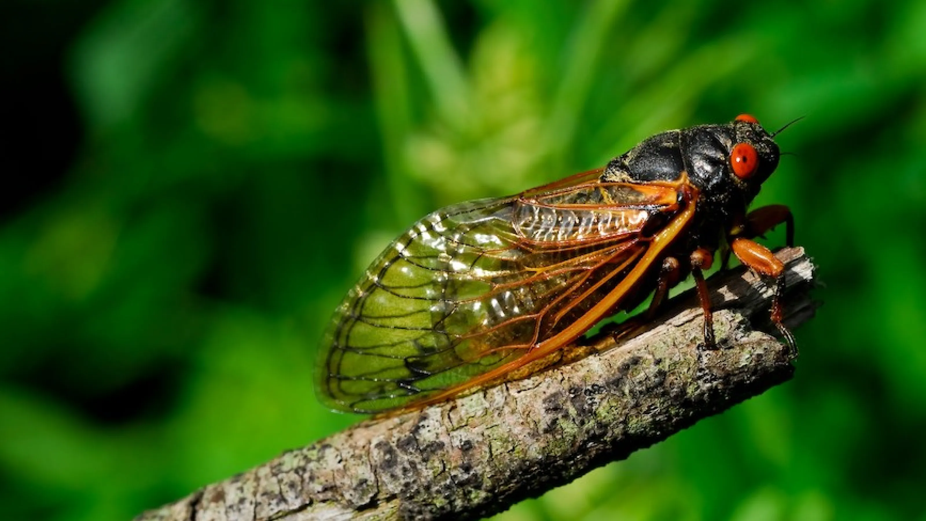 Cicadas | Pest Control Library | Palmetto Exterminators