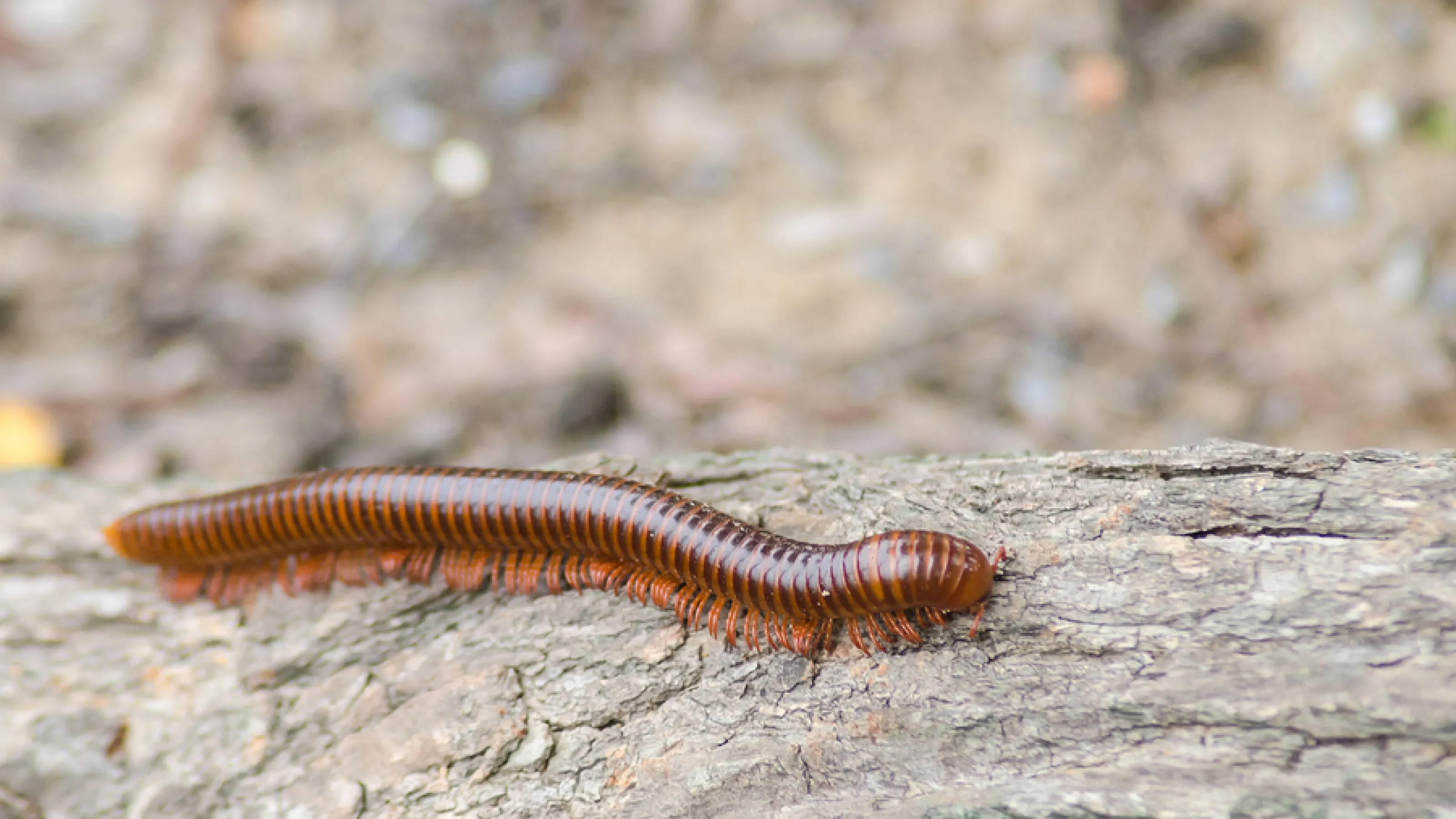 Centipedes and Millipedes | Pest Control Library | Preferred Pest Control