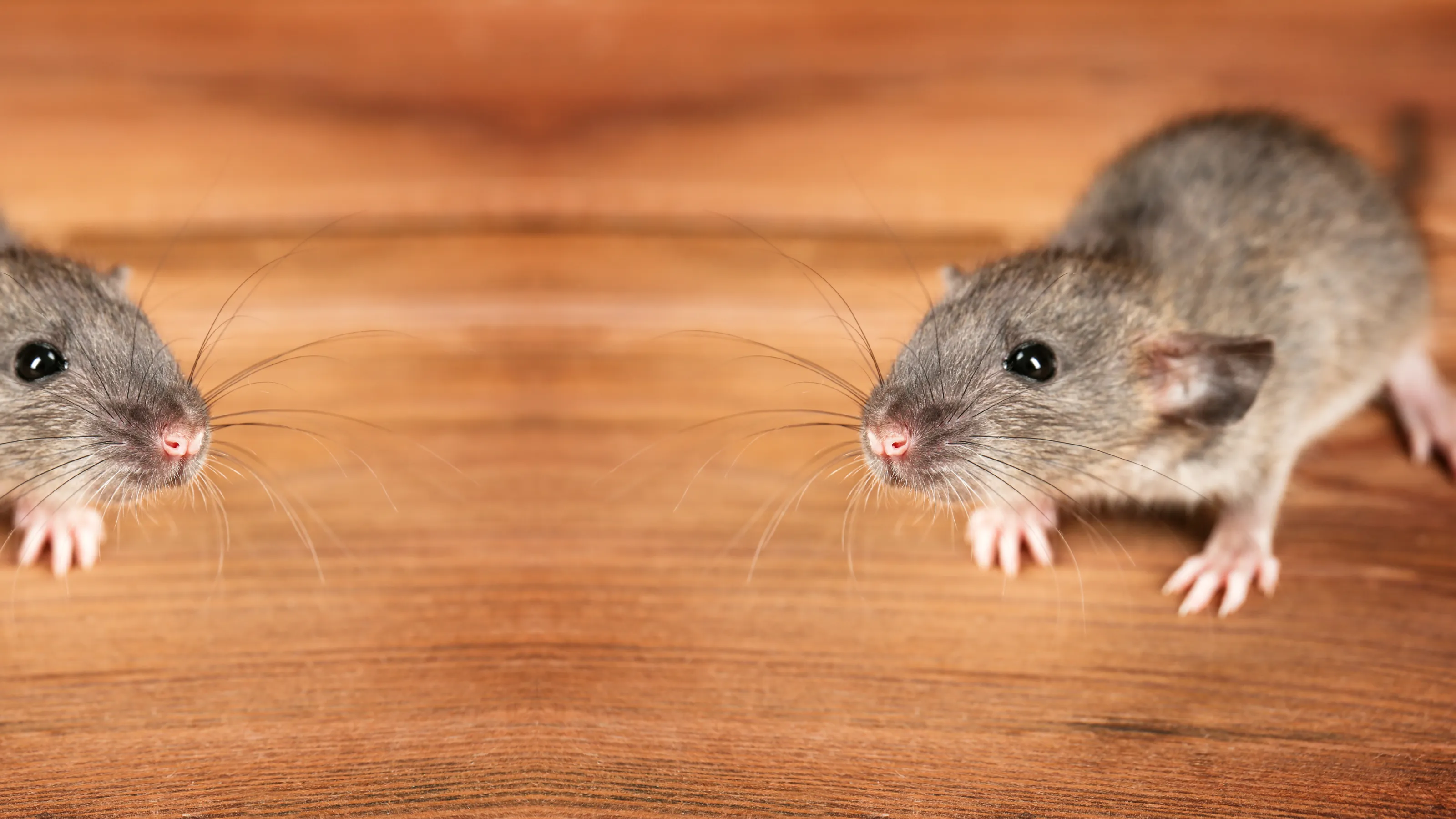 House Mouse | Pest Control Library | PestNow
