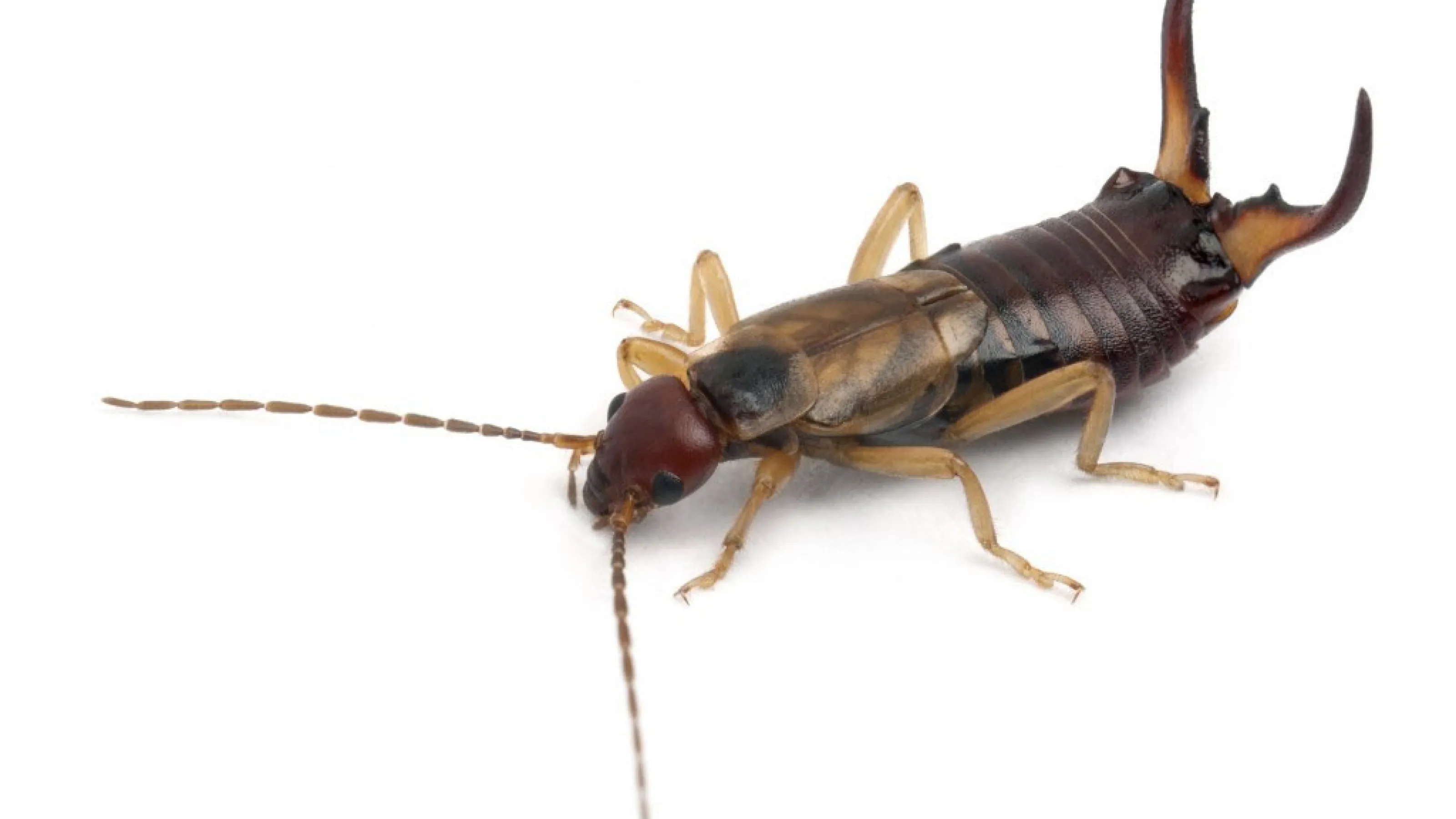 Earwigs | Pest Control Library | PestNow