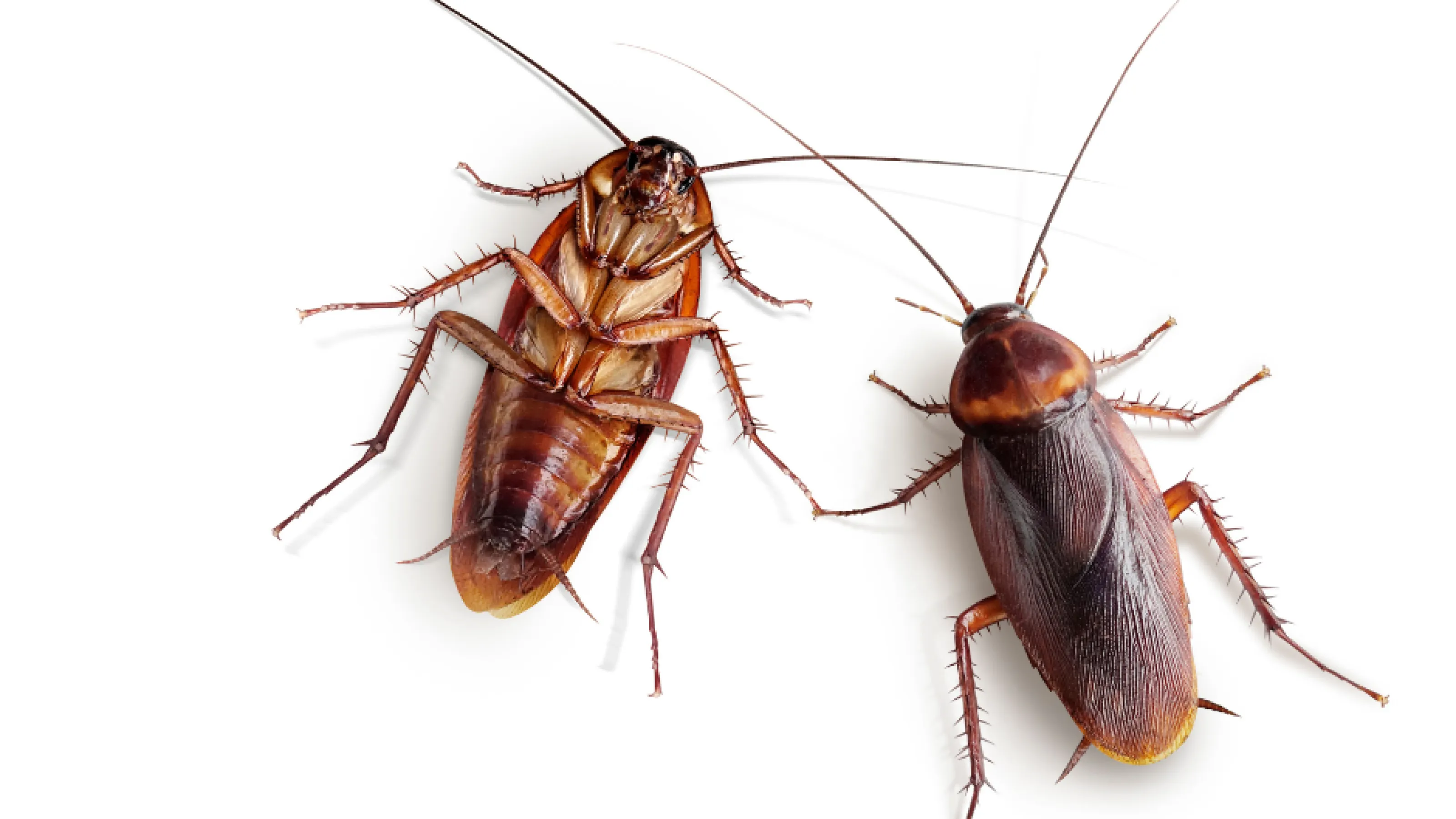 Frequently Asked Questions | PestNow