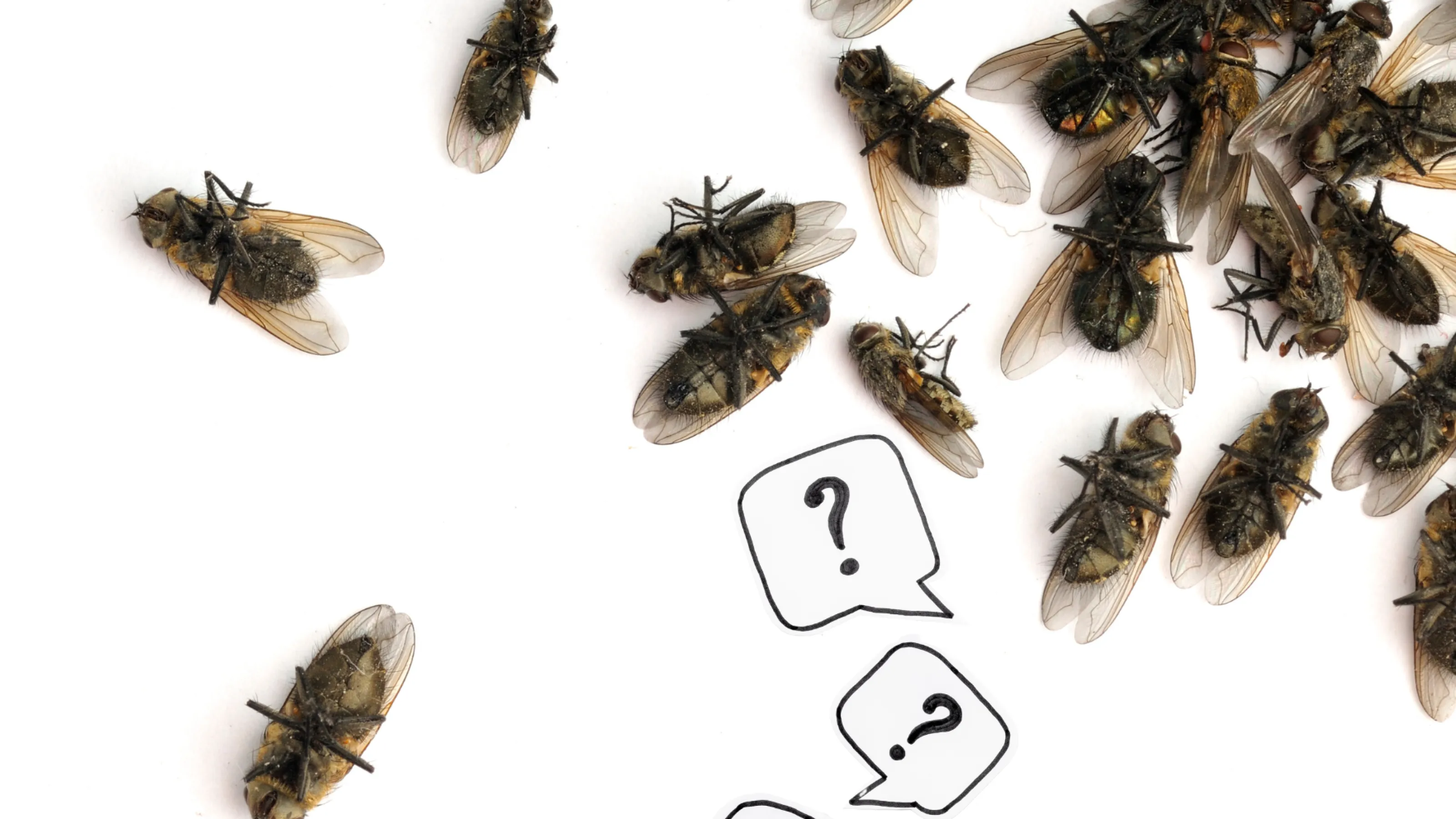 Frequently Asked Questions | Ozane Termite and Pest Control | Ozane ...