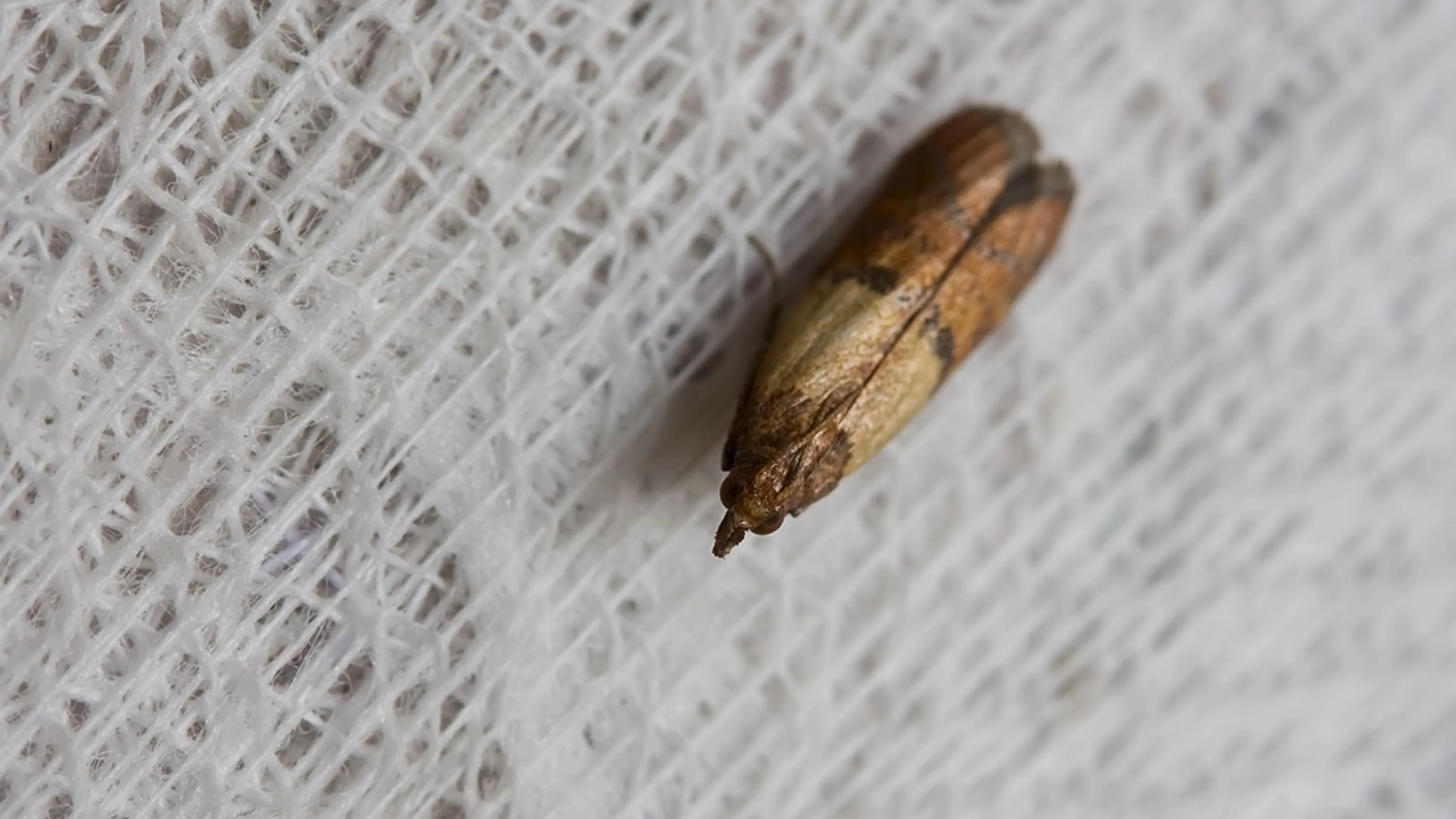 Brown House Moths | Pest Control Library | Palmetto Exterminators
