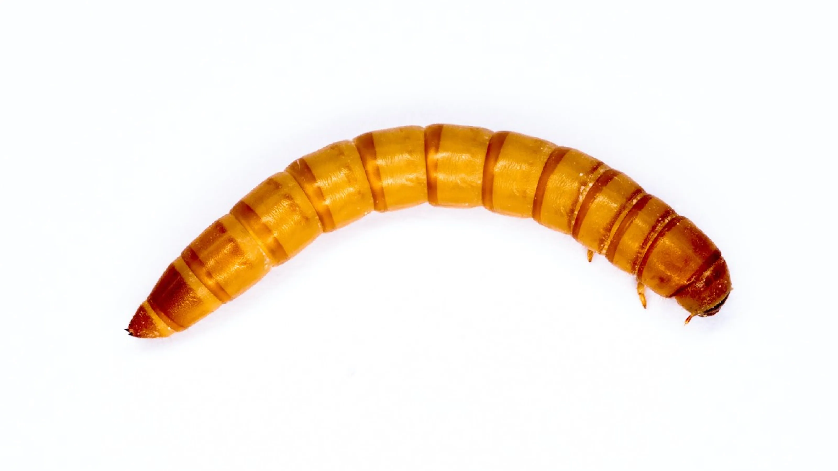 Yellow Mealworms | Pest Control Library | Ozane Termite & Pest Control