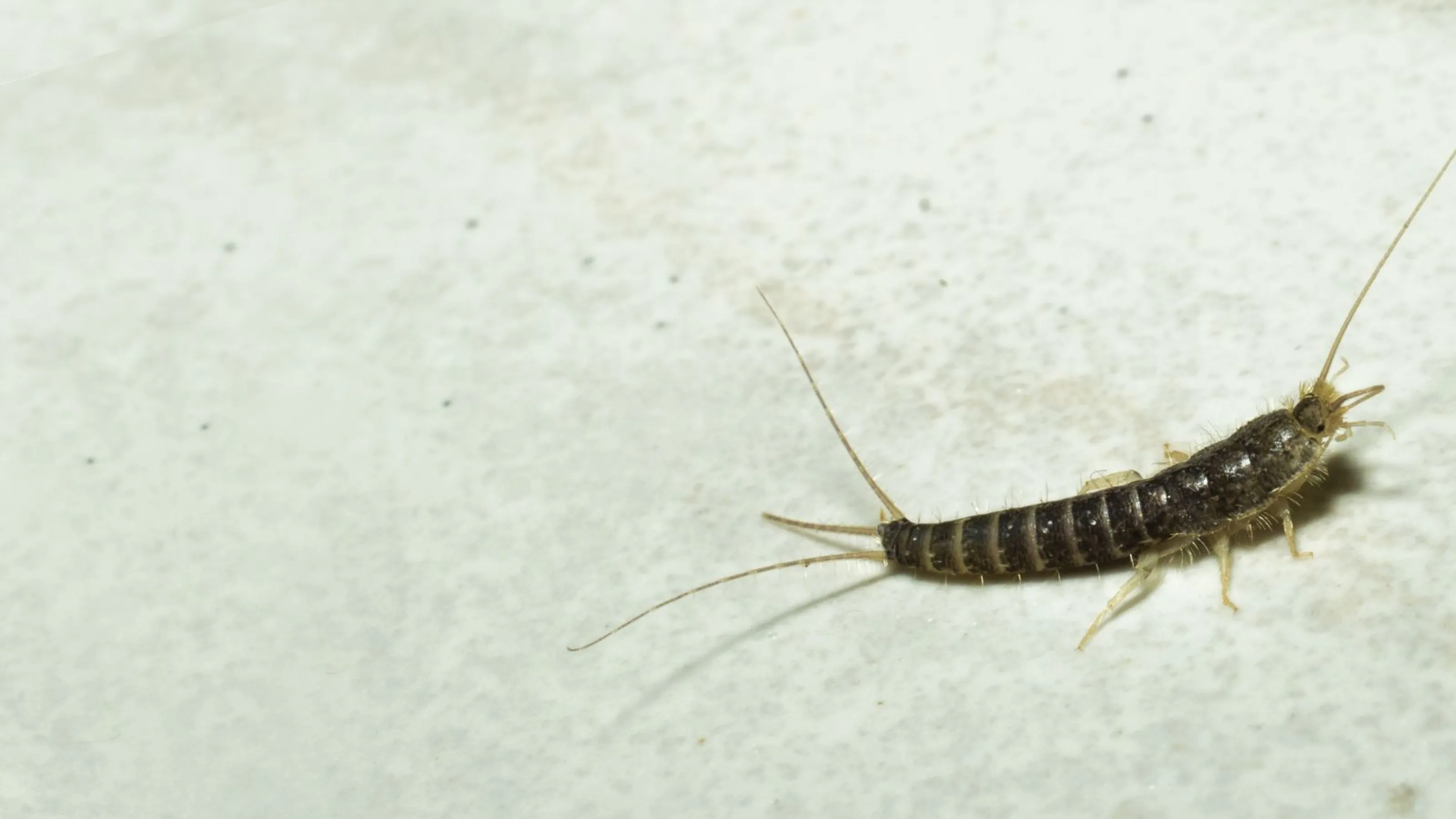 Silverfish | Pest Control Library | Ozane Termite & Pest Control