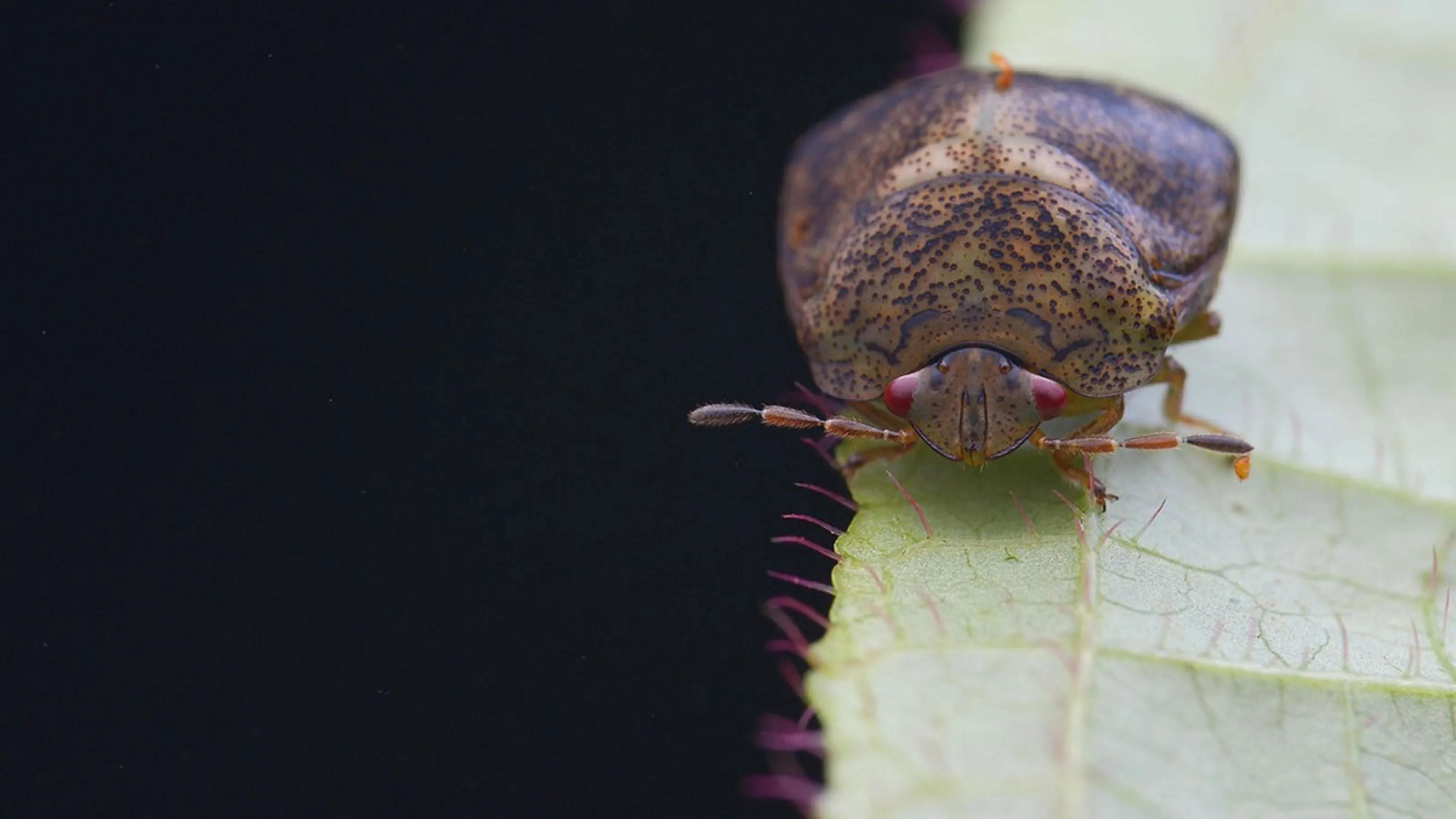 Kudzu Bugs | Palmetto Exterminators | Palmetto Exterminators