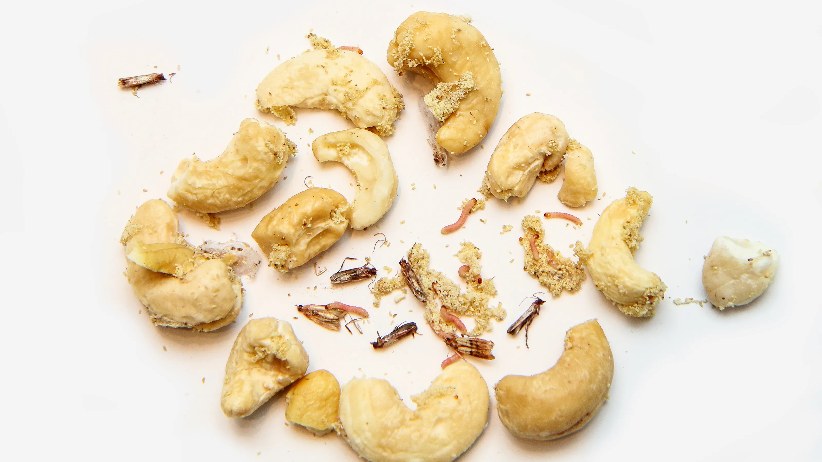 Pantry Pests | Pest Library | Ozane Termite & Pest Control