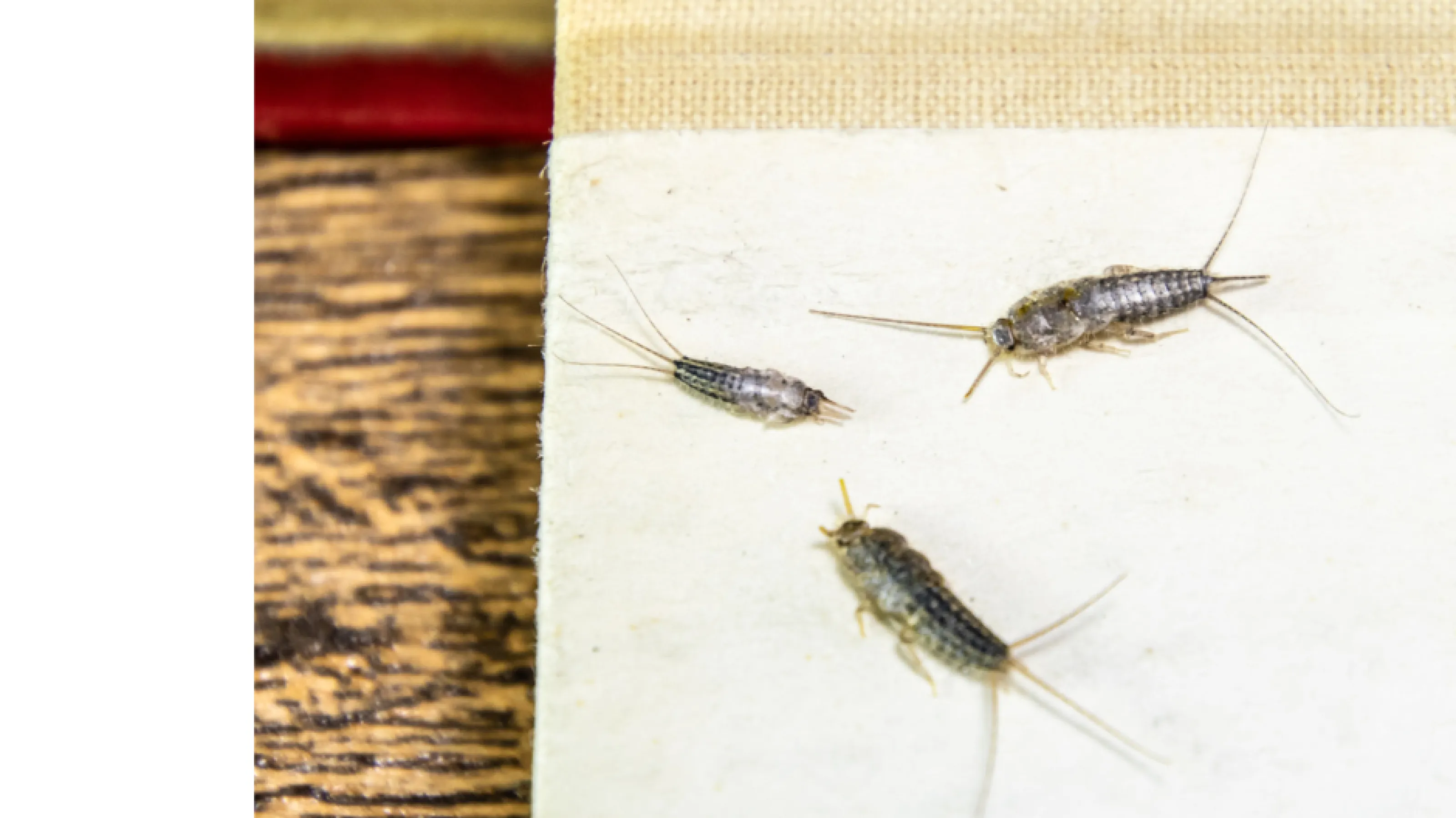 Silverfish | Pest Control Library | Palmetto Exterminators