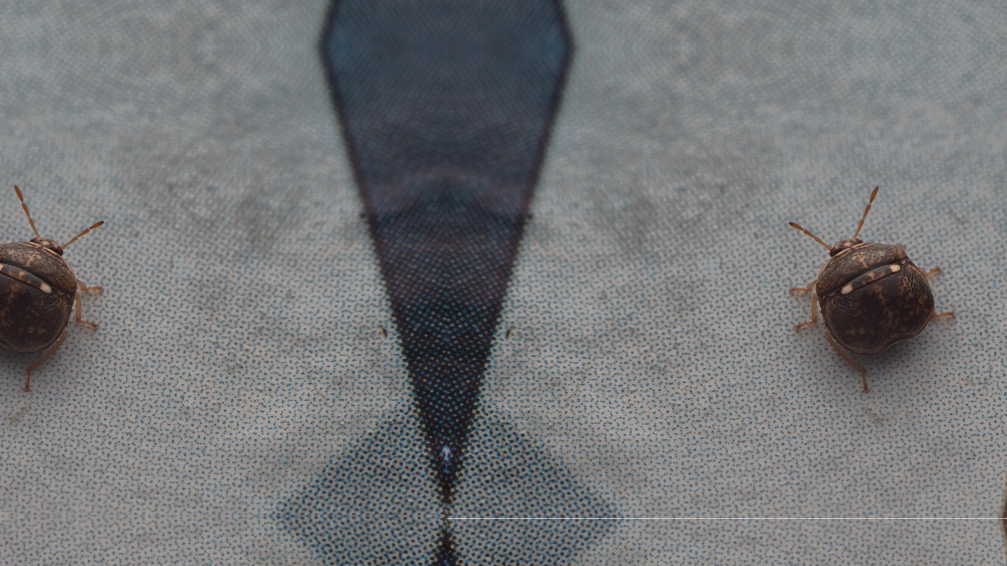 Kudzu Bugs | Ozane Termite and Pest Control | Ozane Termite & Pest Control