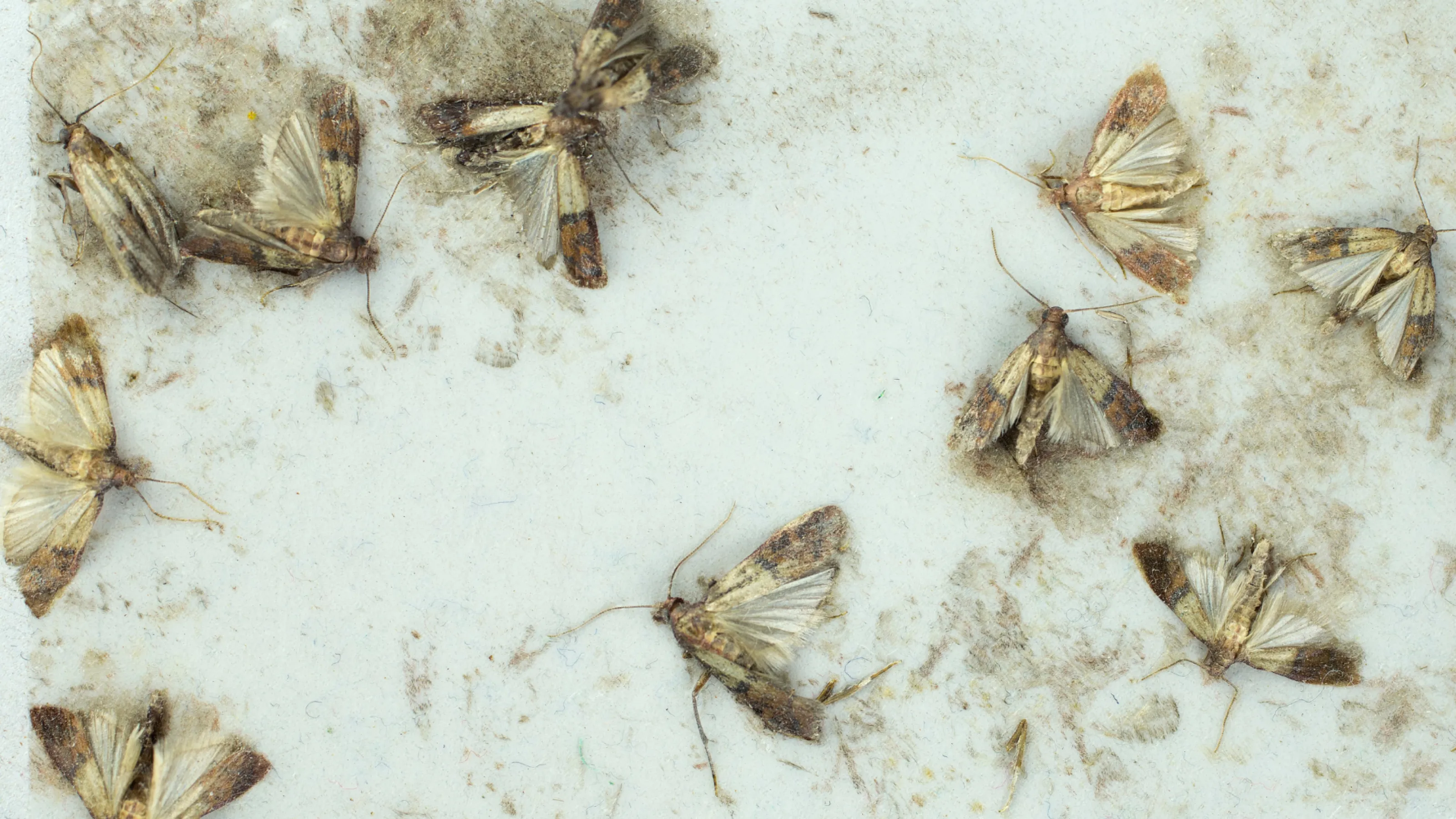 Pantry Pests | Mares Exterminating