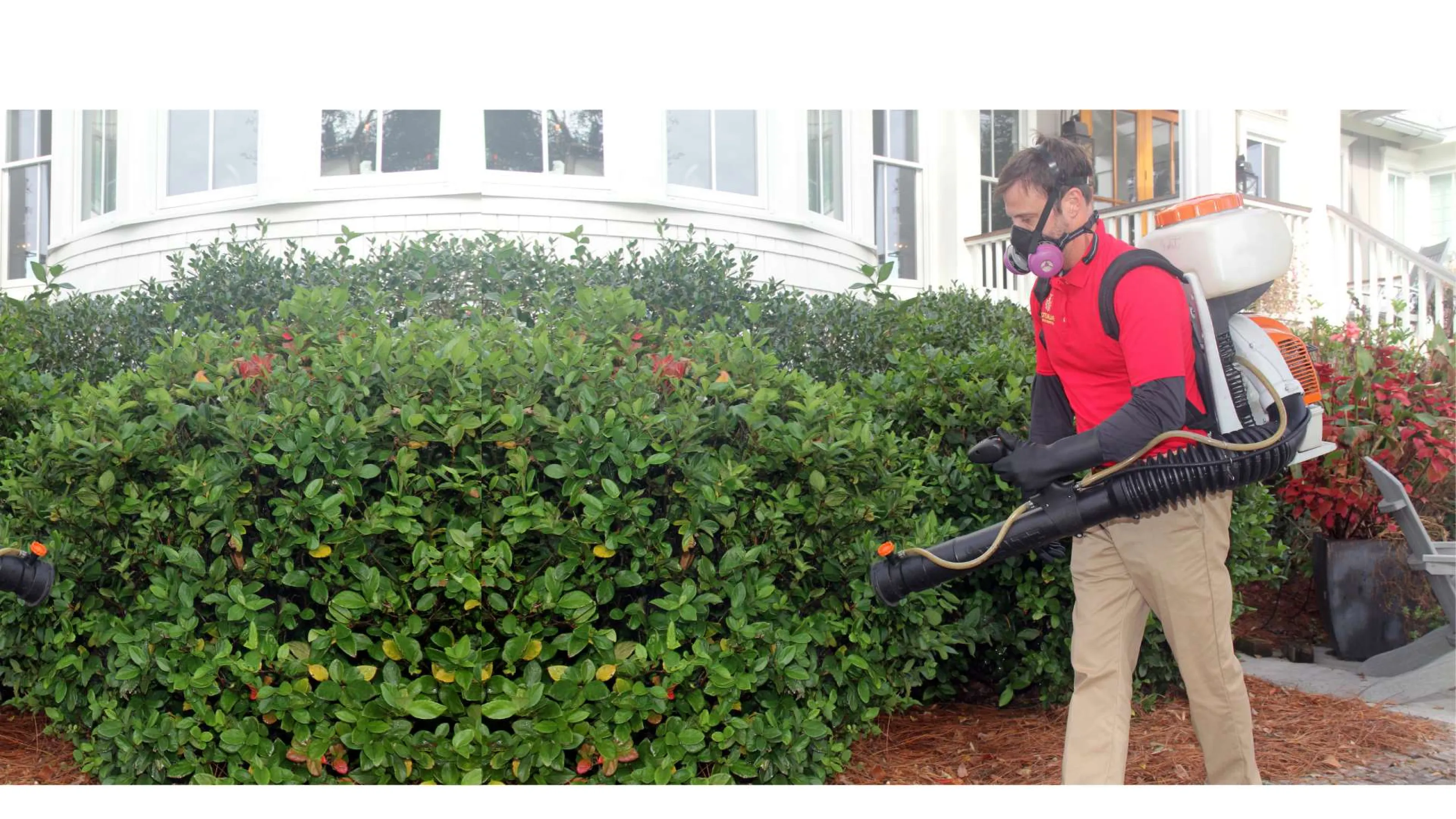 Mosquito Control | Palmetto Exterminators