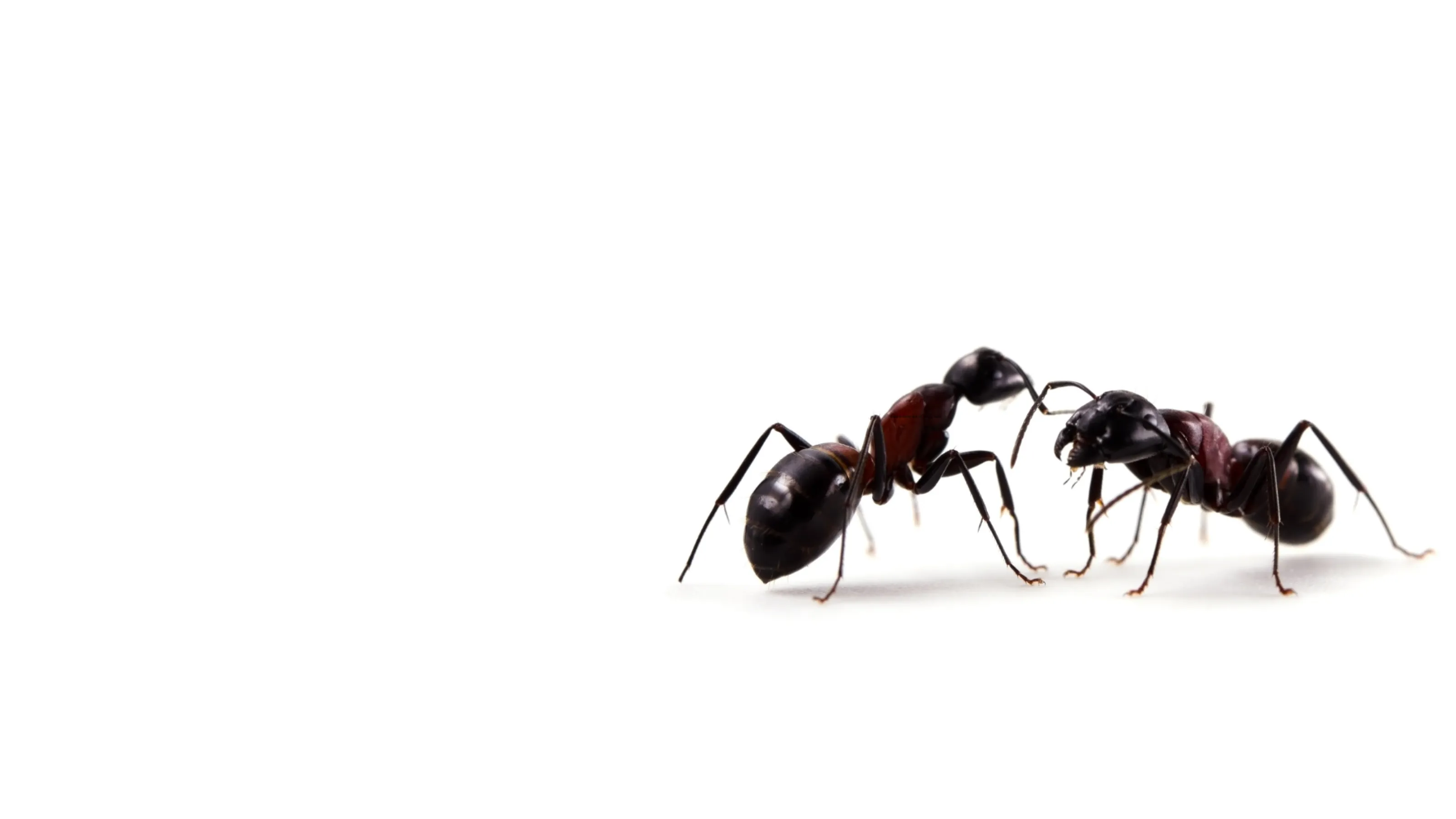 Ozane Termite & Pest Control | Pest Library | Ozane Termite & Pest Control